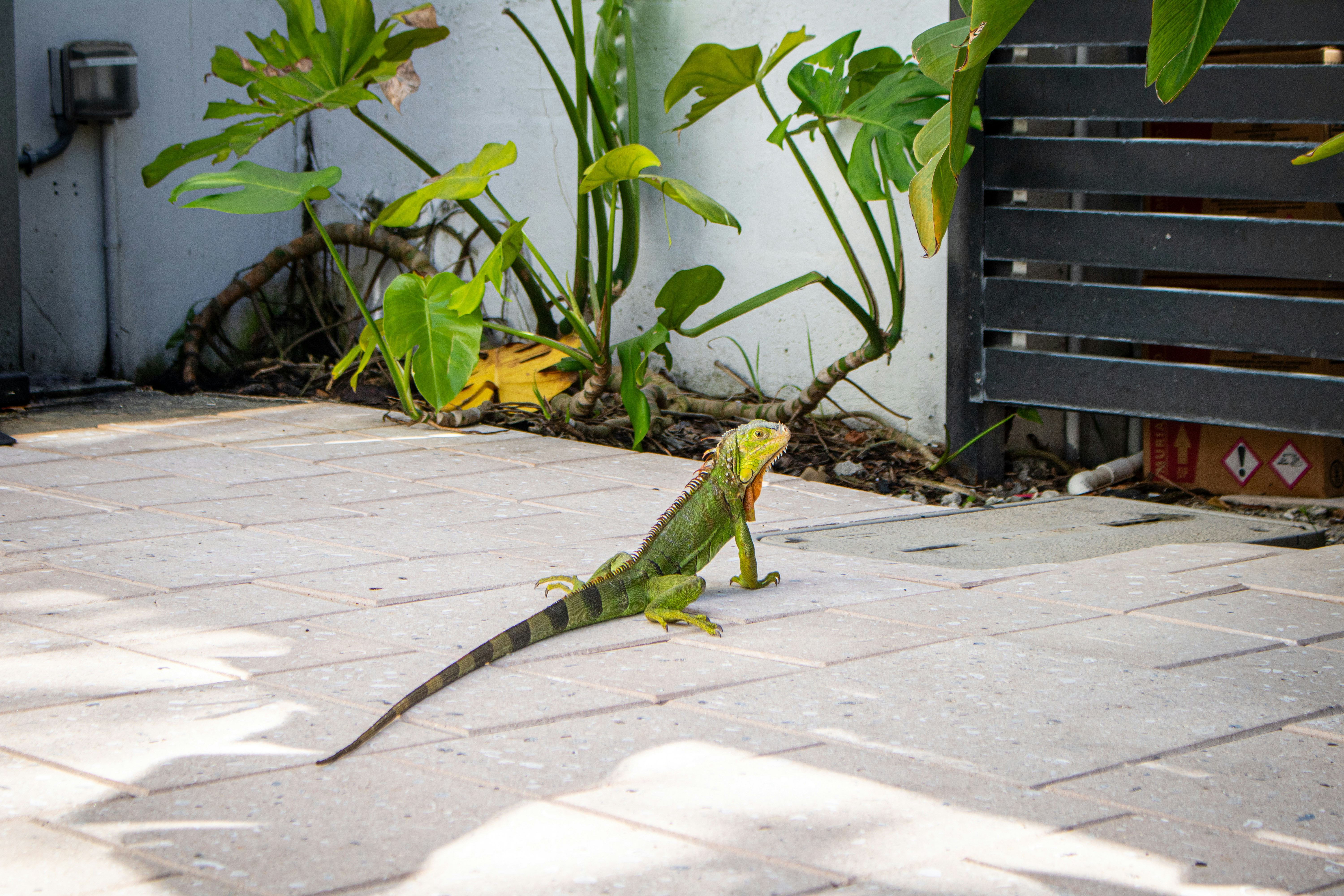 Green Iguana on a Sunlit Terrace Surveys a Quiet Patio