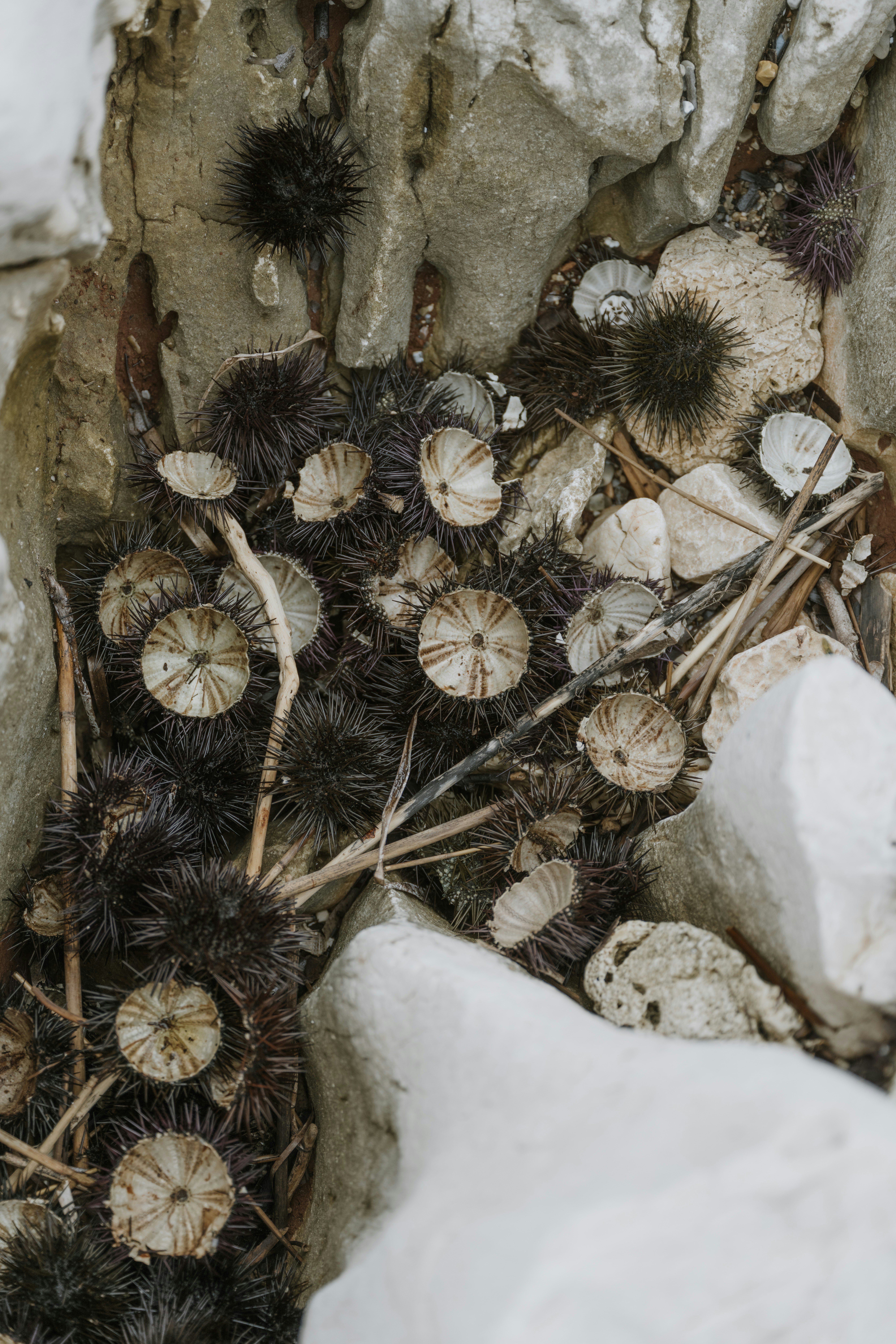 Sea urchins and limpets cluster on rocks. photo – Free Animal Image on Unsplash