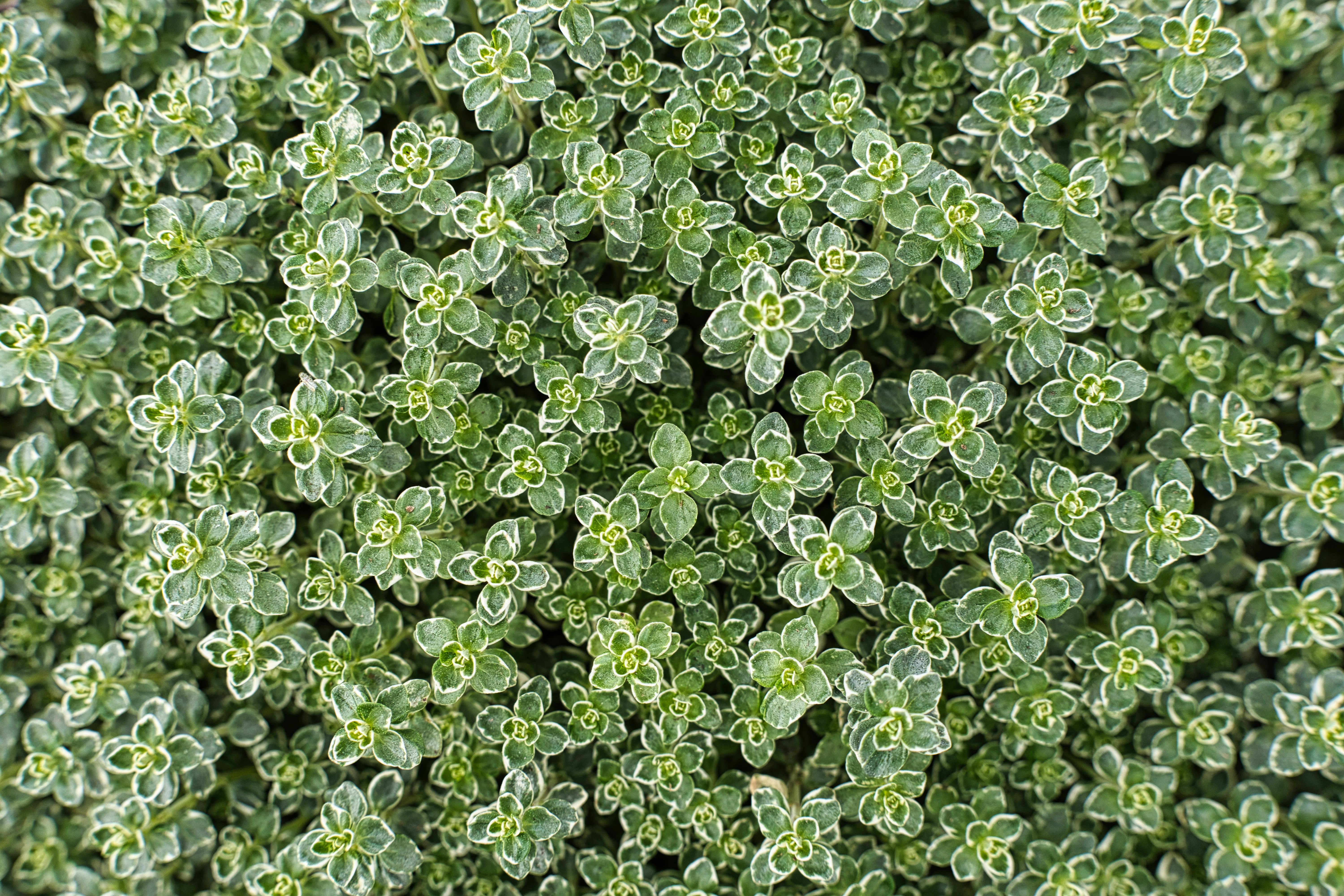 Verdant Tapestry: Nature's Intricate Weave