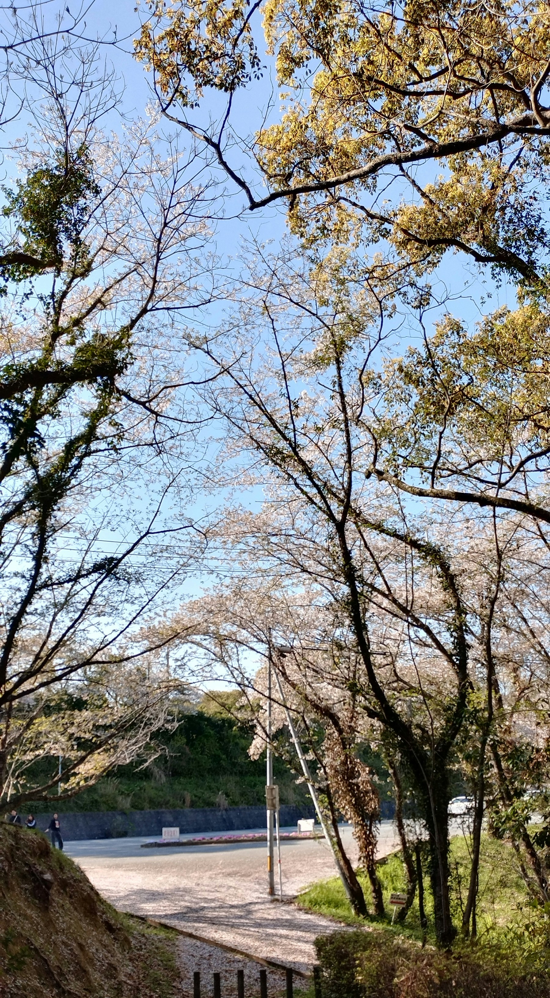 Whispers of Spring Beneath the Canopy