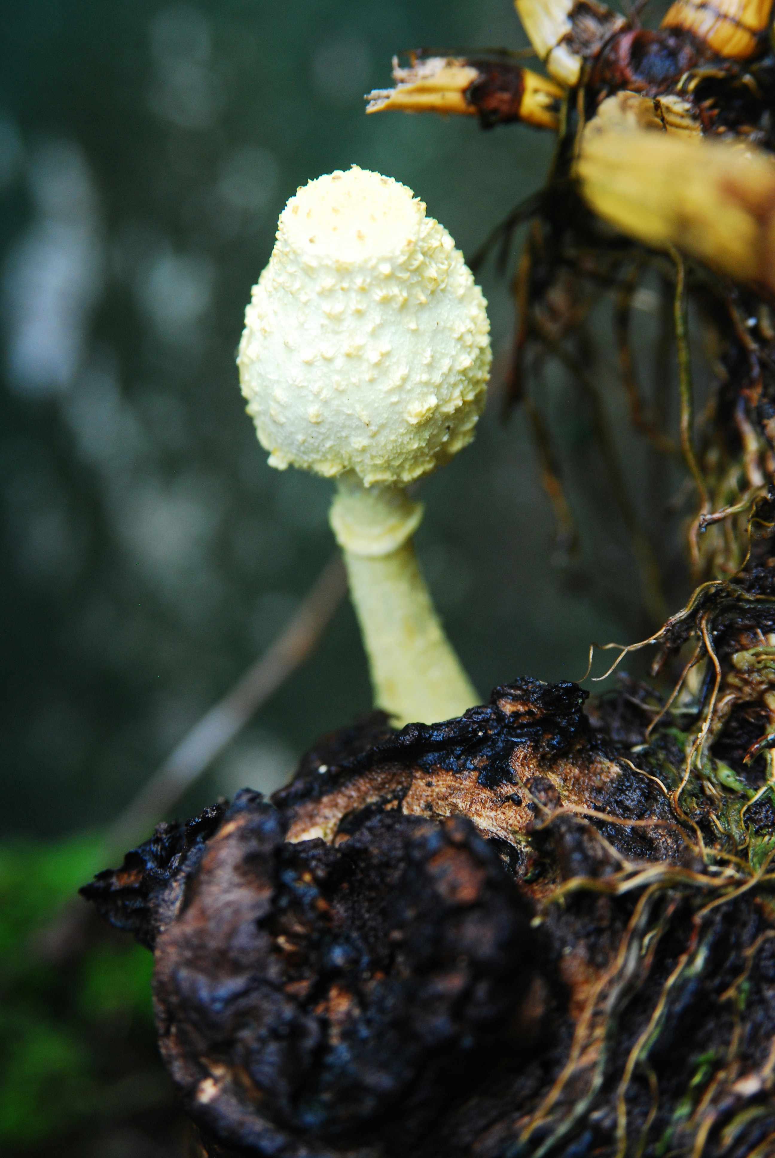 A bright yellow mushroom grows on wood.