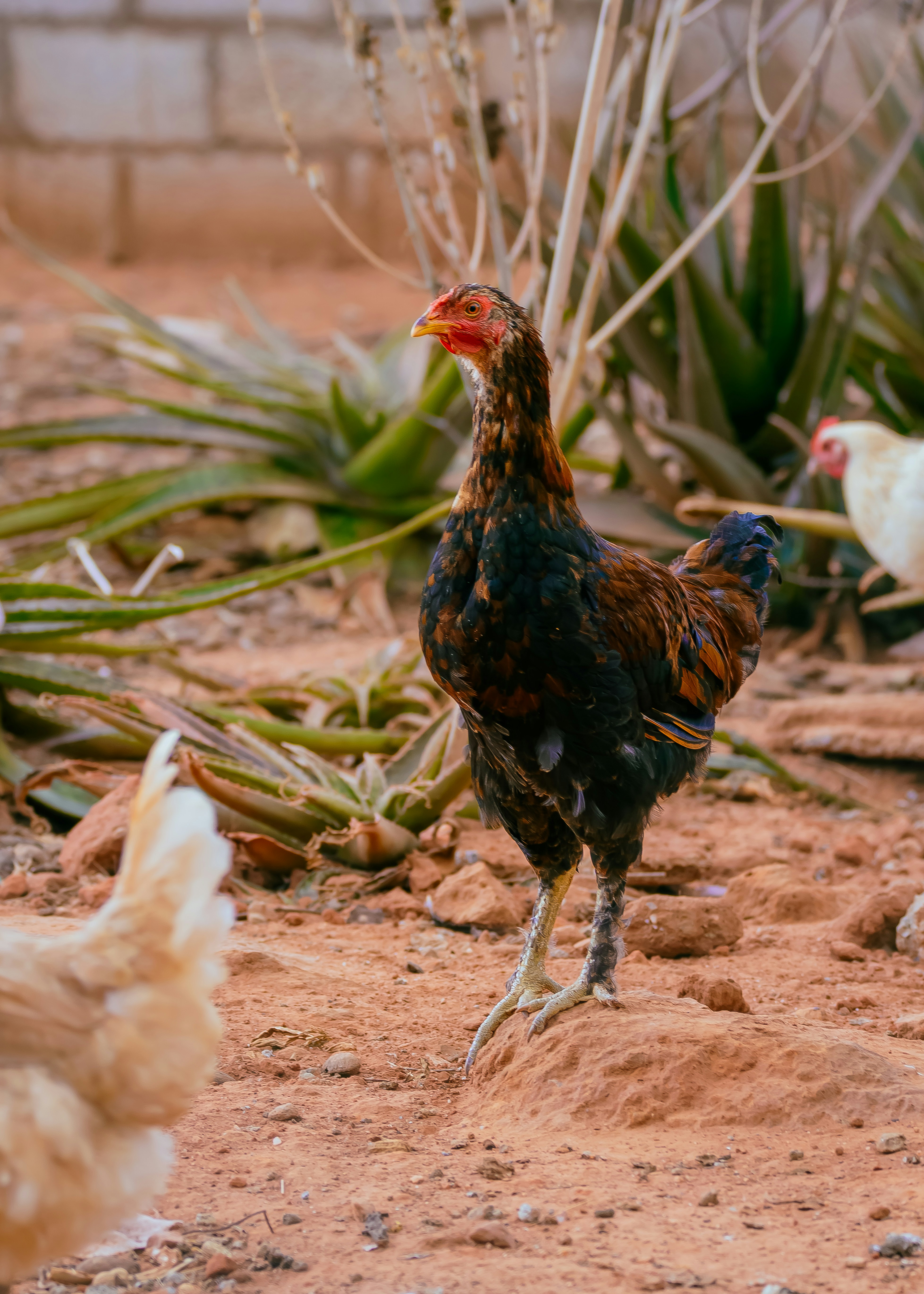 Dusty-yard Stalwart: a dark-feathered rooster commands the frame