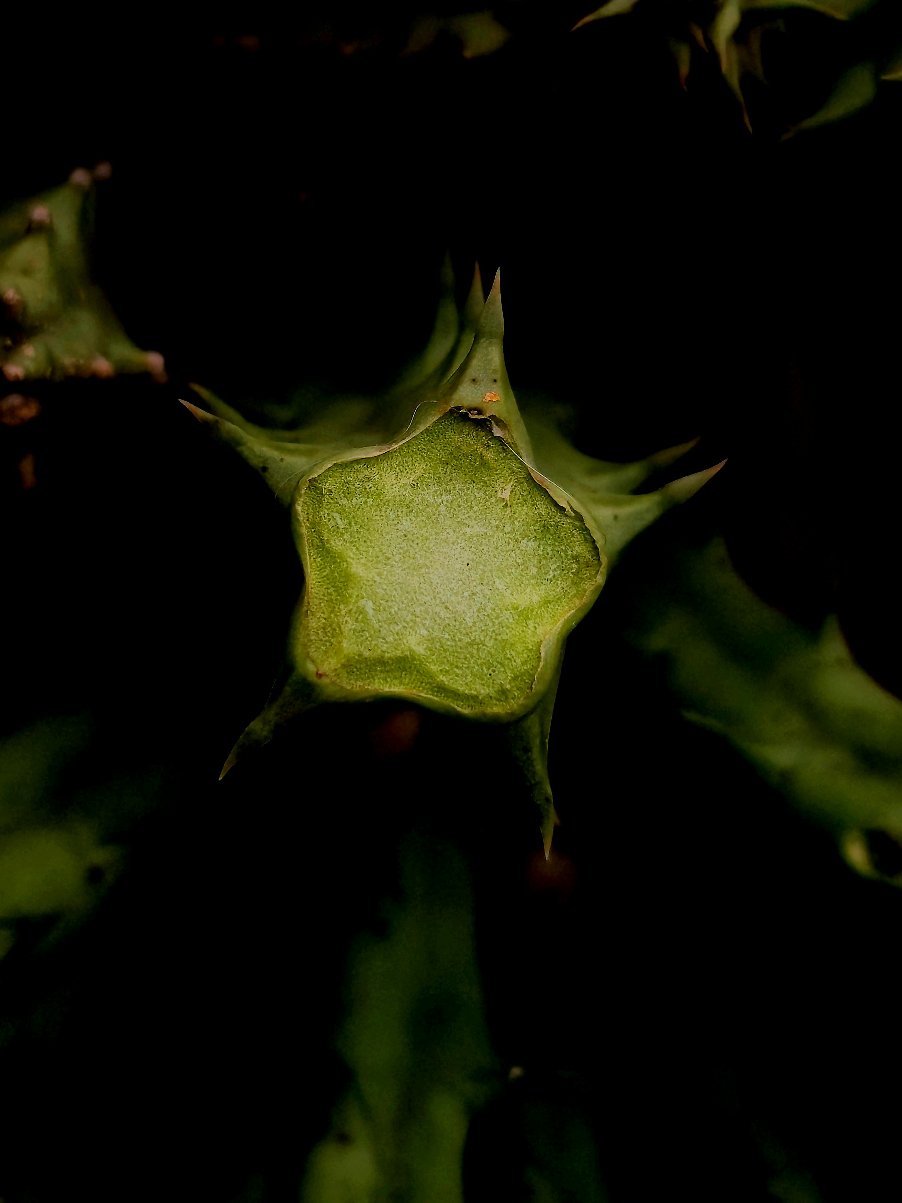 A green star-shaped cactus is visible. photo – Free Cactus Image on ...