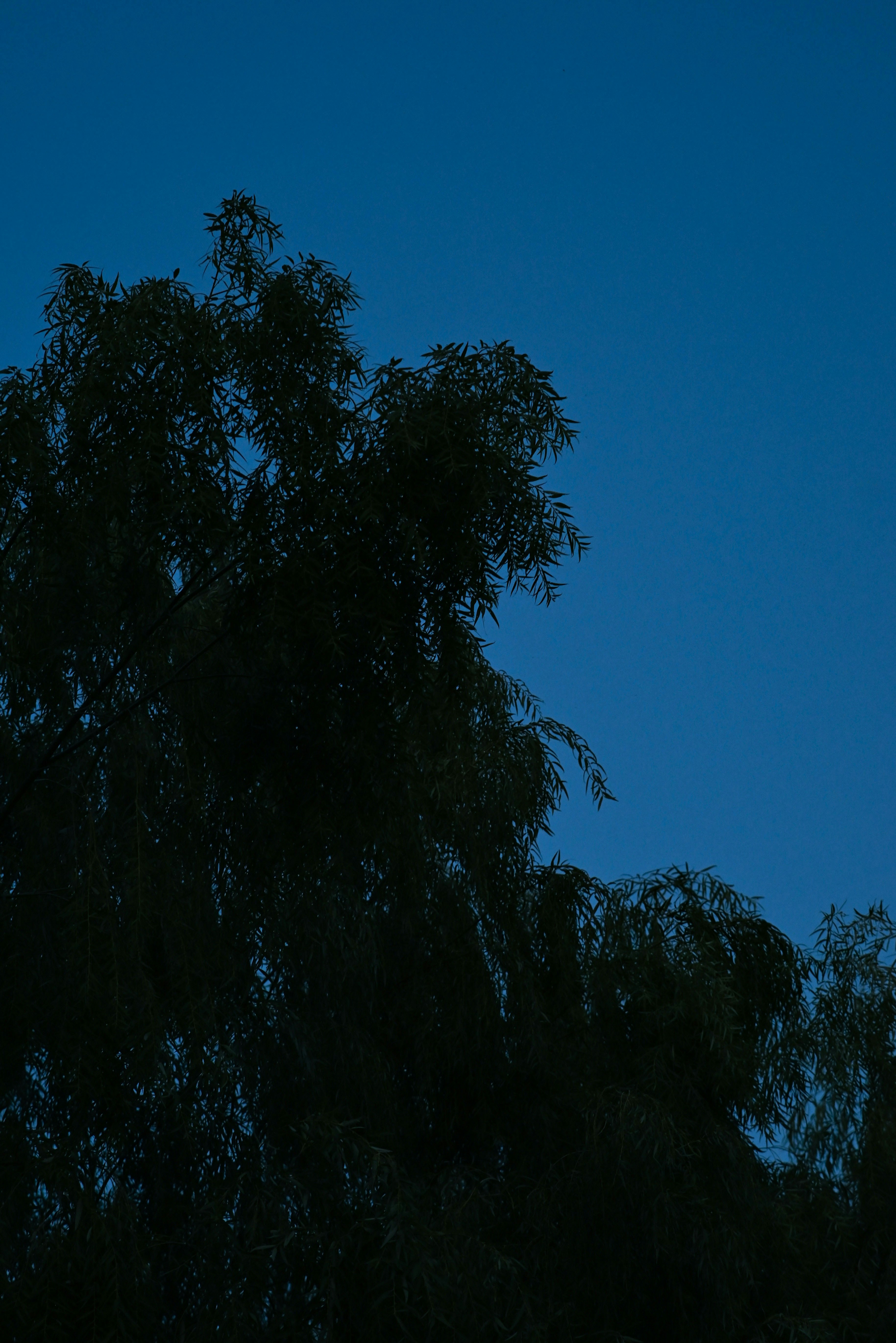 Silhouetted Serenity: The Dance of Shadows and Sky
