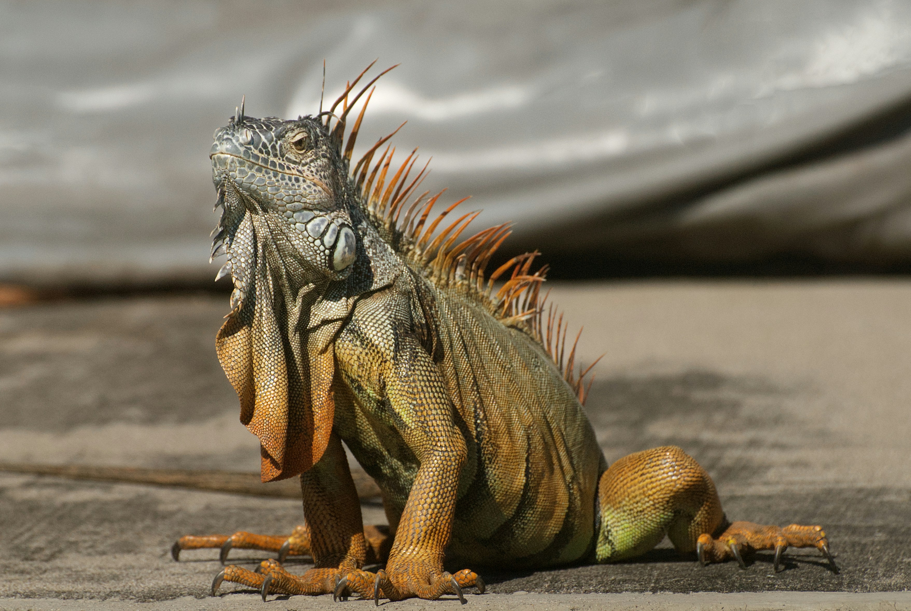 Sunlit Sentry: Spiked Crest Iguana on Weathered Concrete