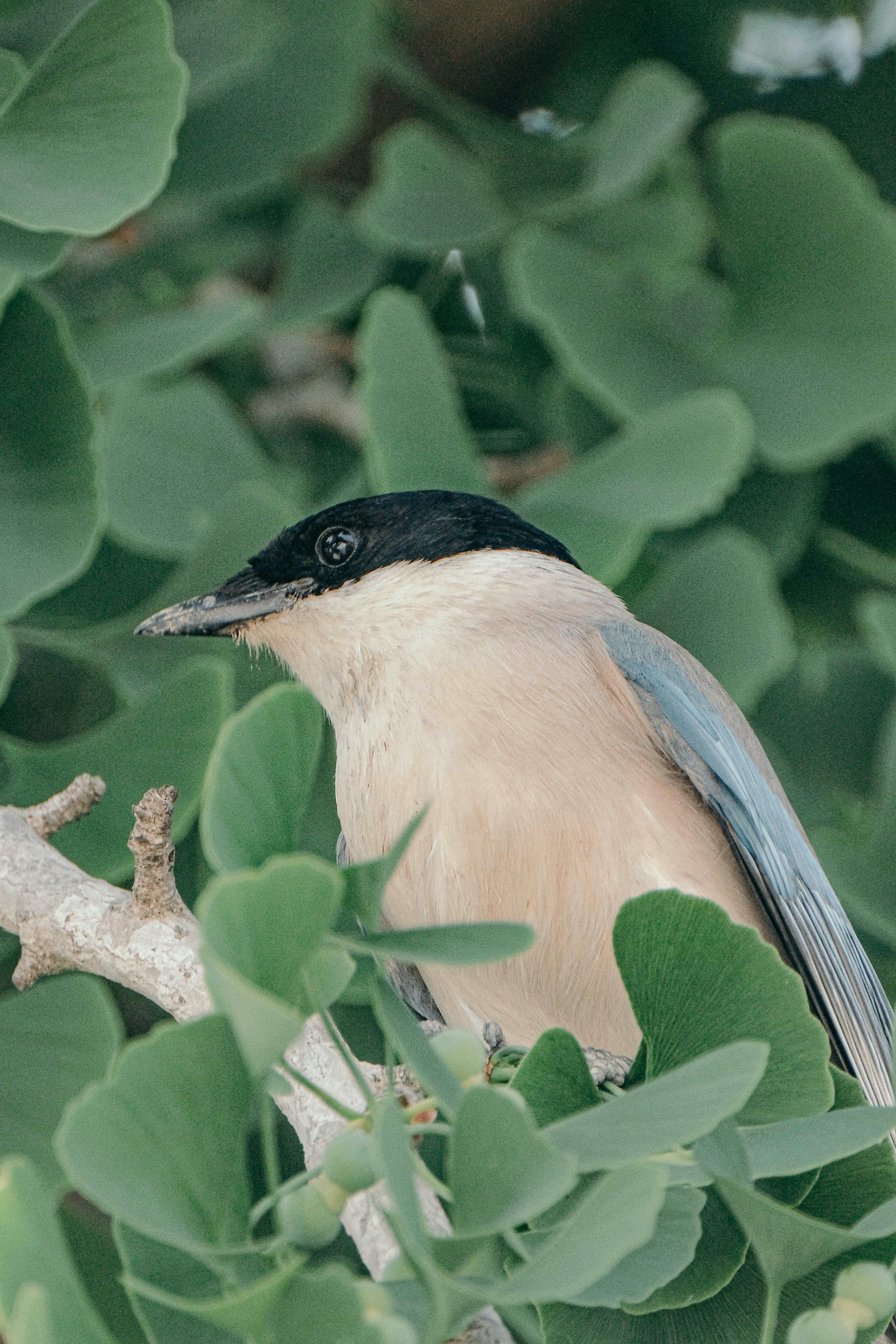 Hidden Kingfisher Amid Green Canopy