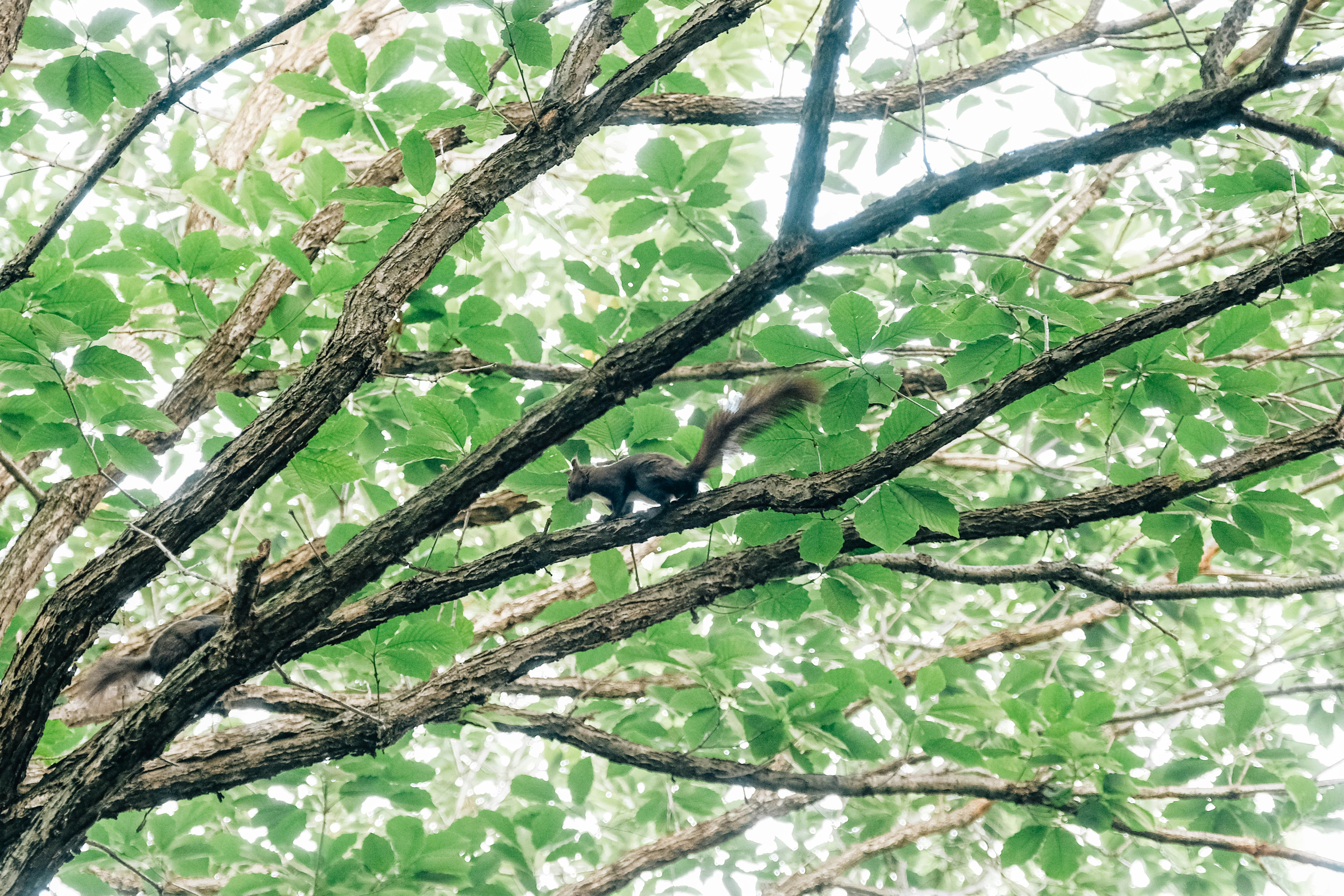 Nature's Agile Acrobat: A Squirrel's Journey