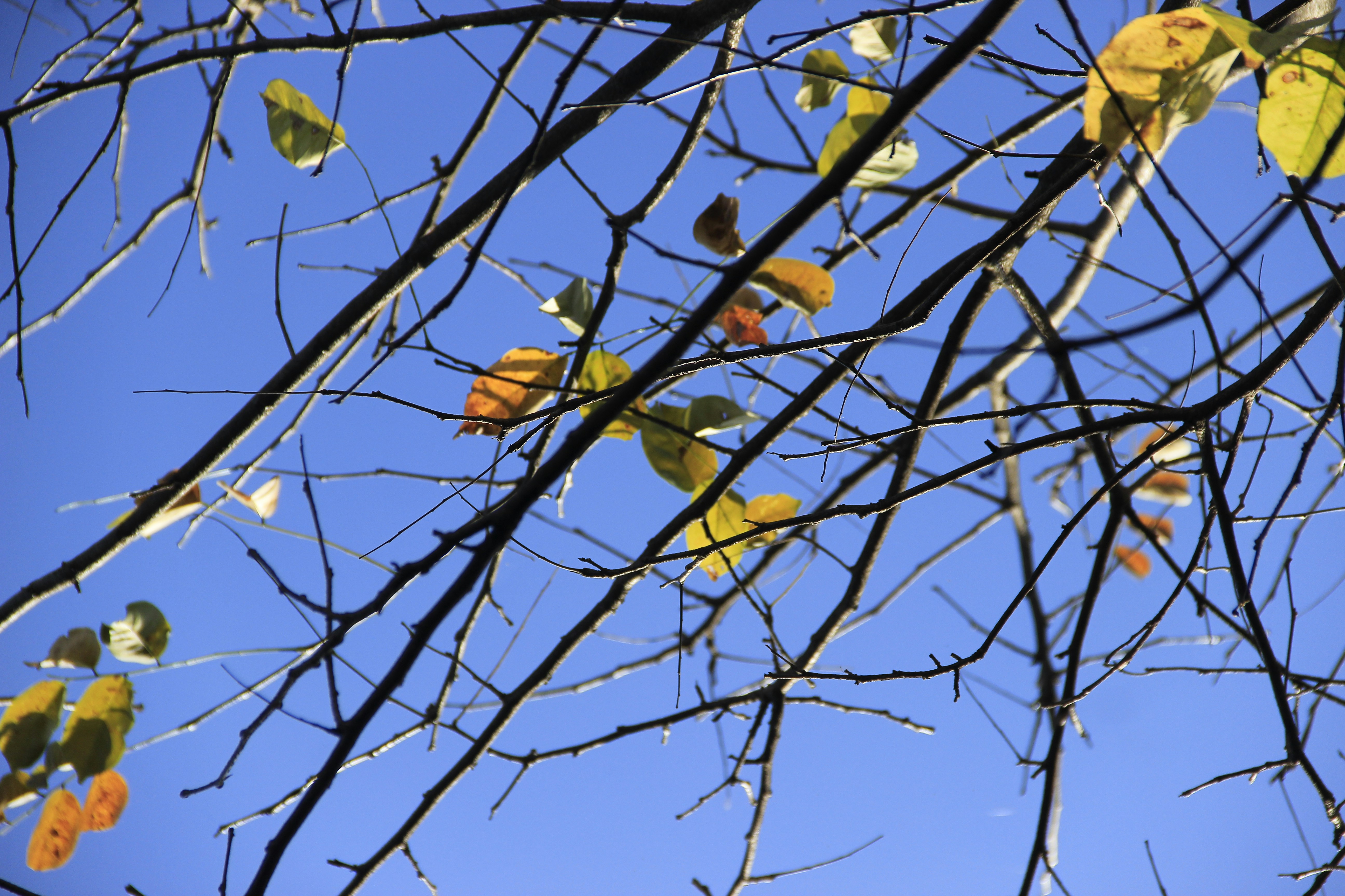 Branches and leaves against a clear, blue sky.