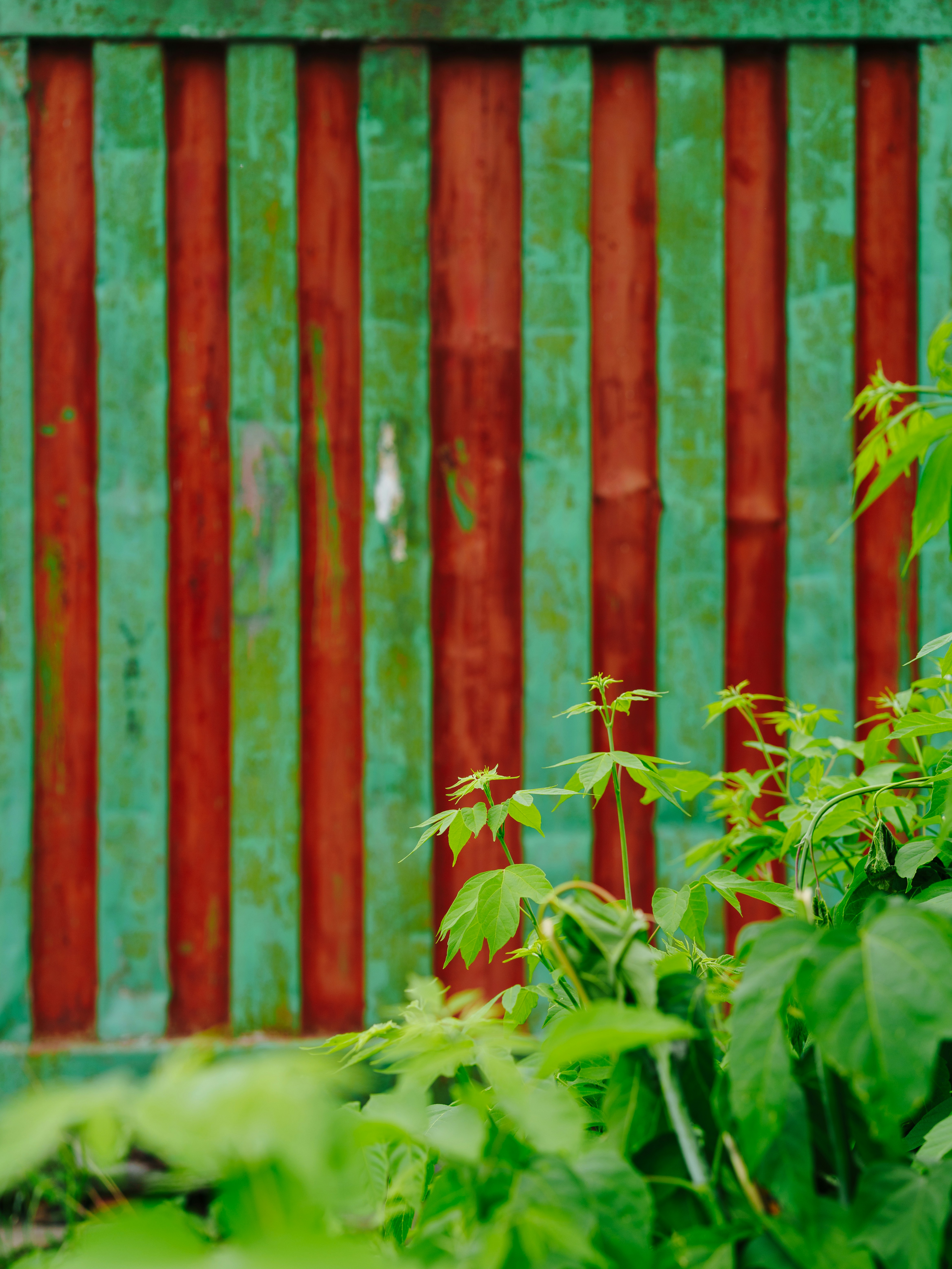 Redwood Gate in Verdant Glass: Urban Fence with Greenery