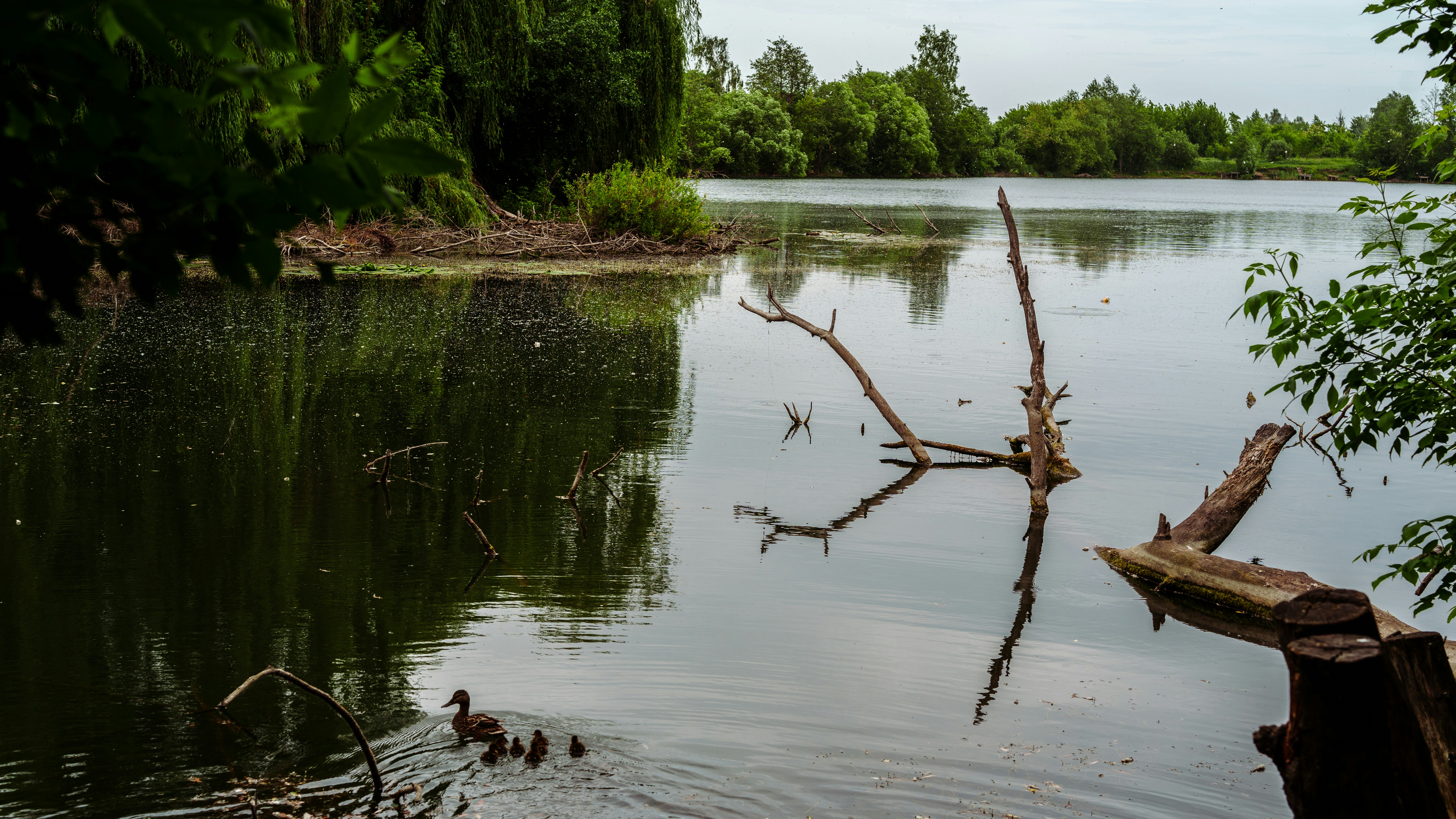 A duck family swims on a calm lake. photo – Free Forest Image on Unsplash