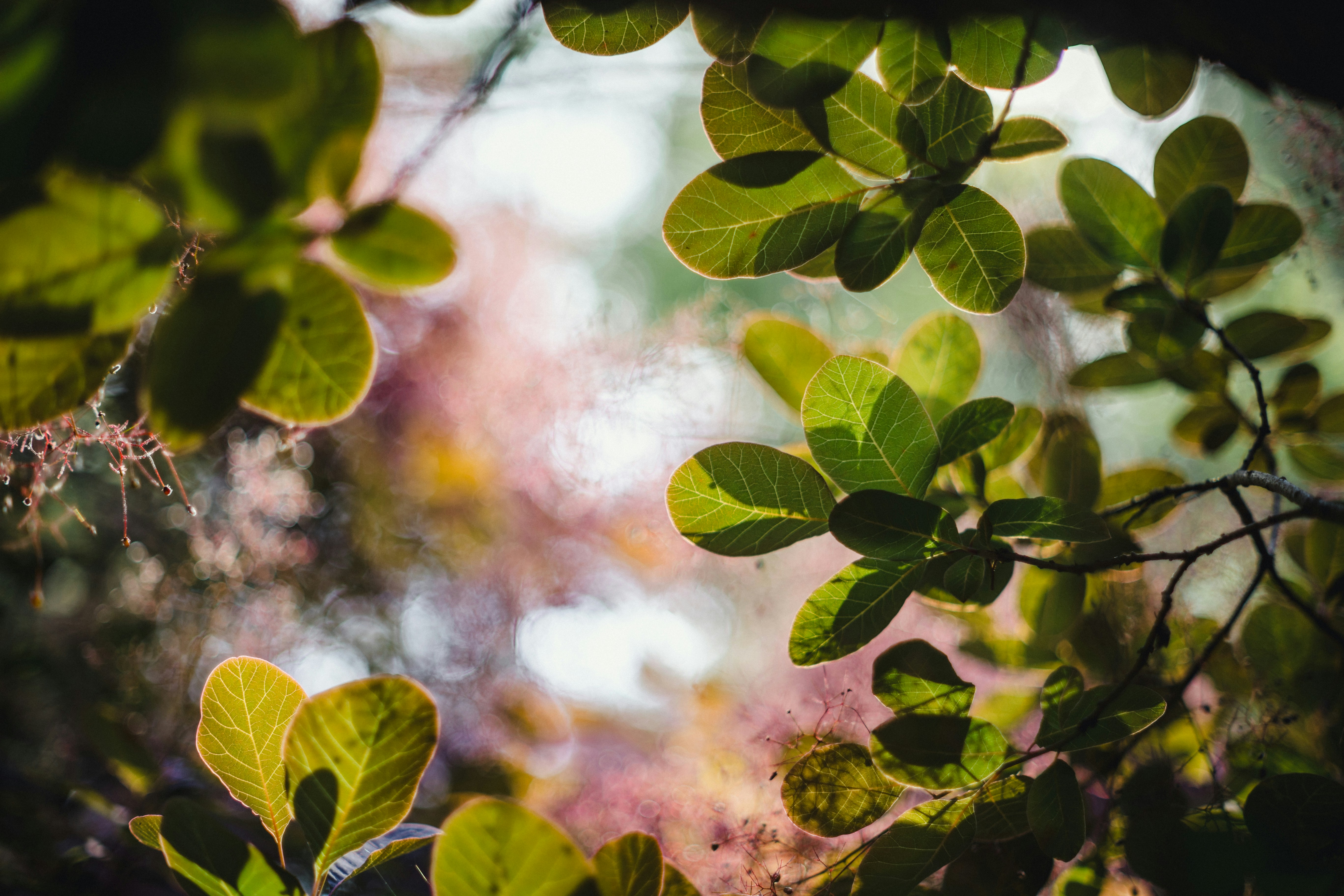 Lush green leaves frame a soft, colorful background.