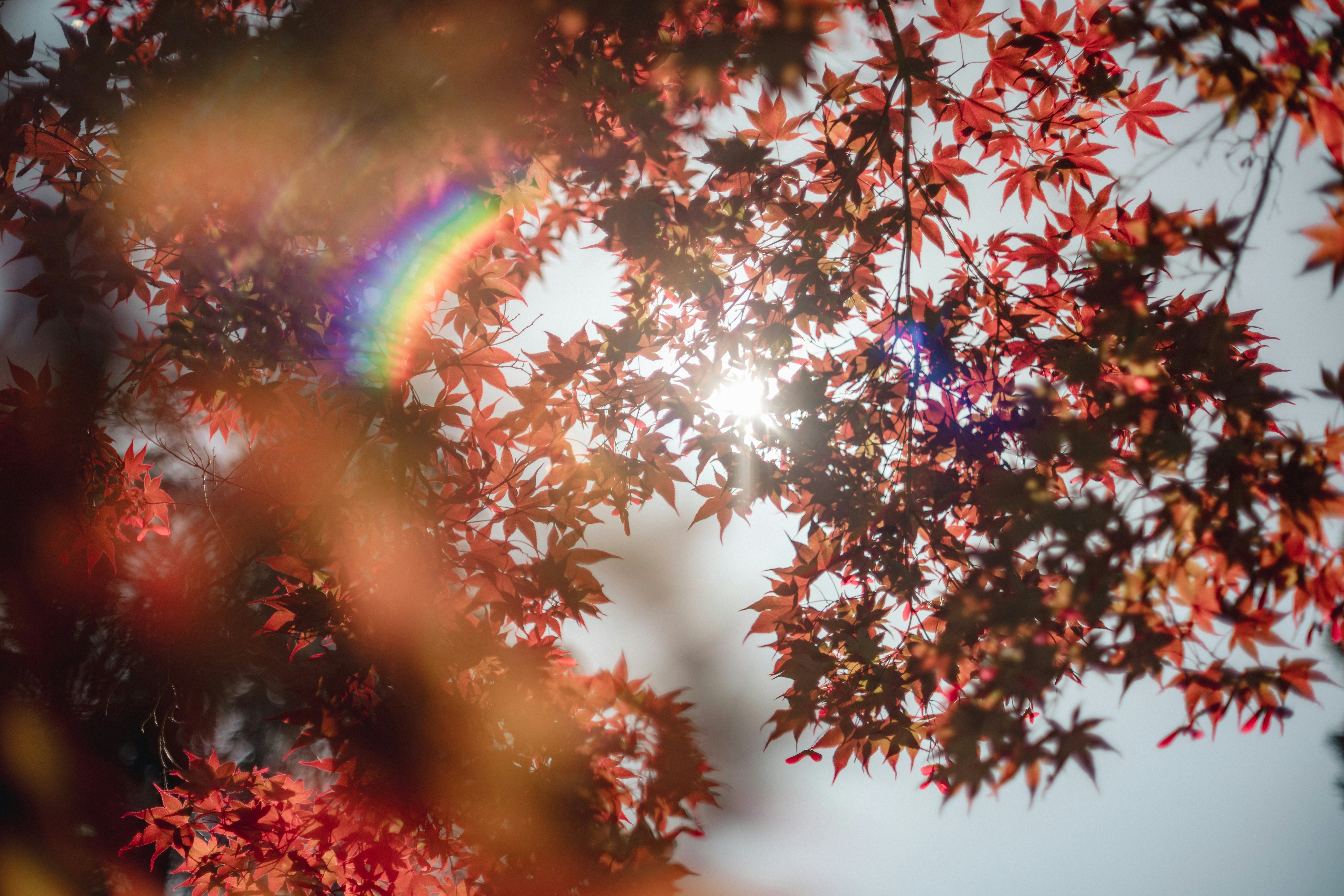Whispers of Autumn Light