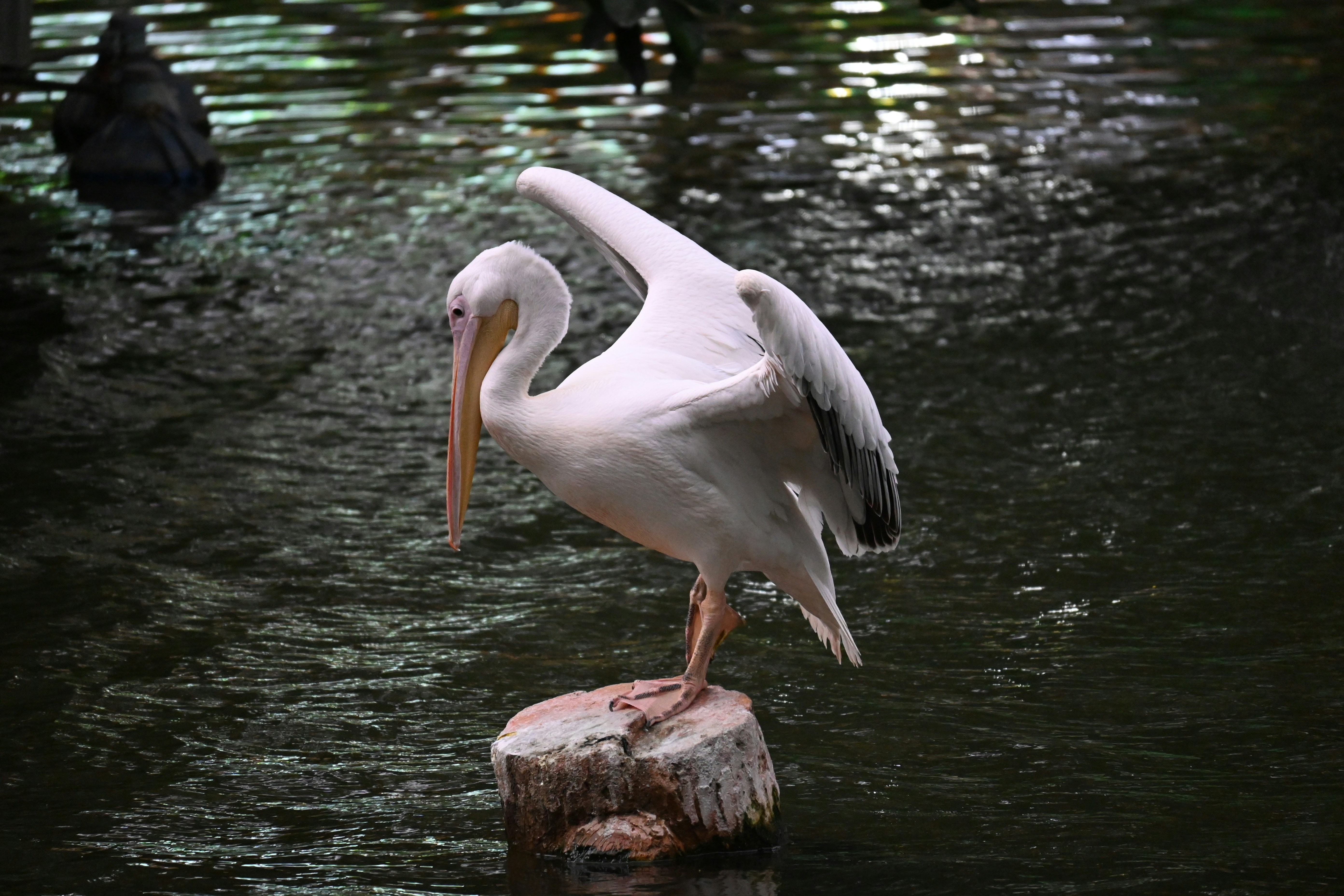 A white pelican stands gracefully on a rock in a tranquil water setting, showcasing its wings partially spread. The rippling surface reflects the surrounding environment.