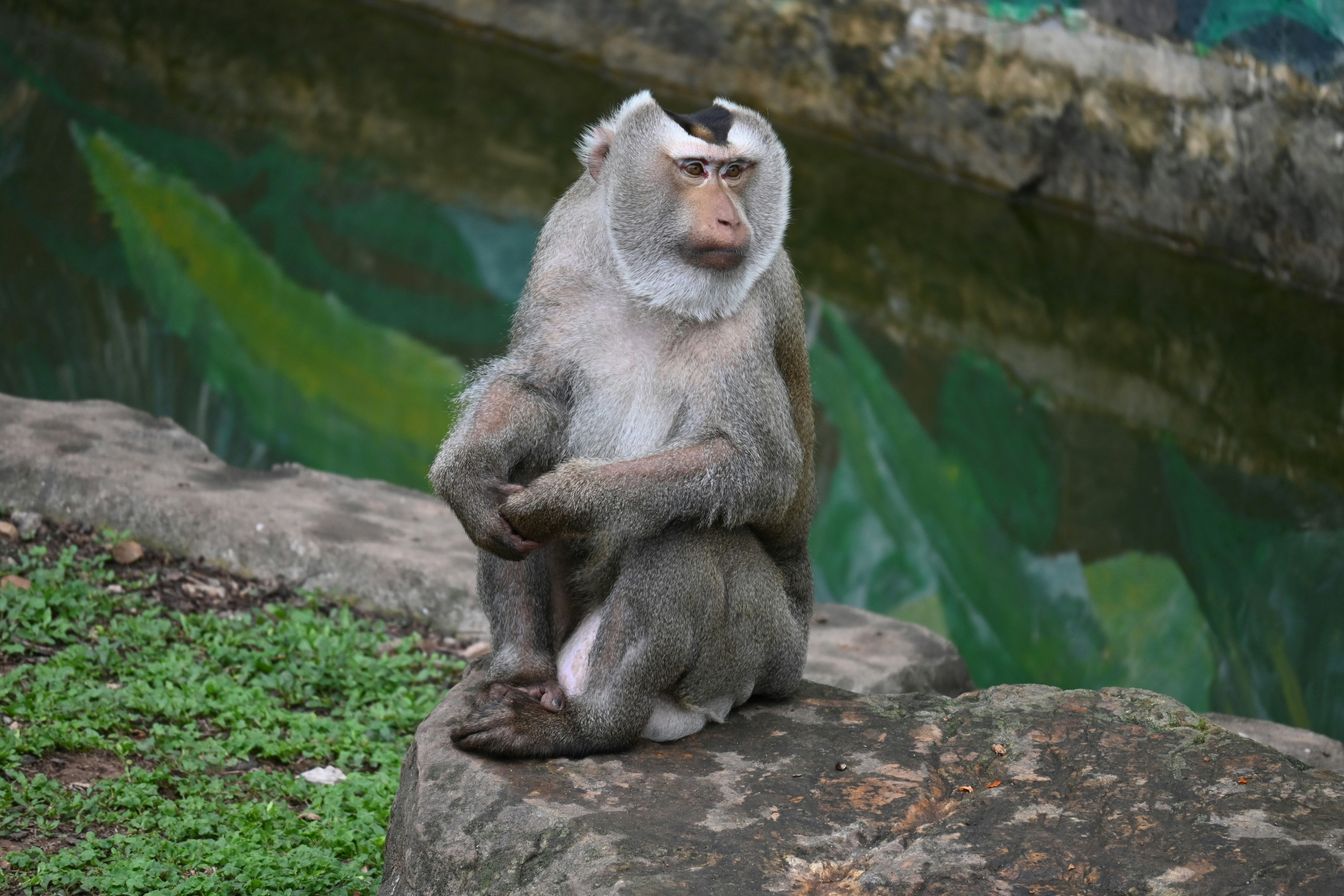 A monkey sits on a rock, looking pensive. photo – Free Animal Image on Unsplash