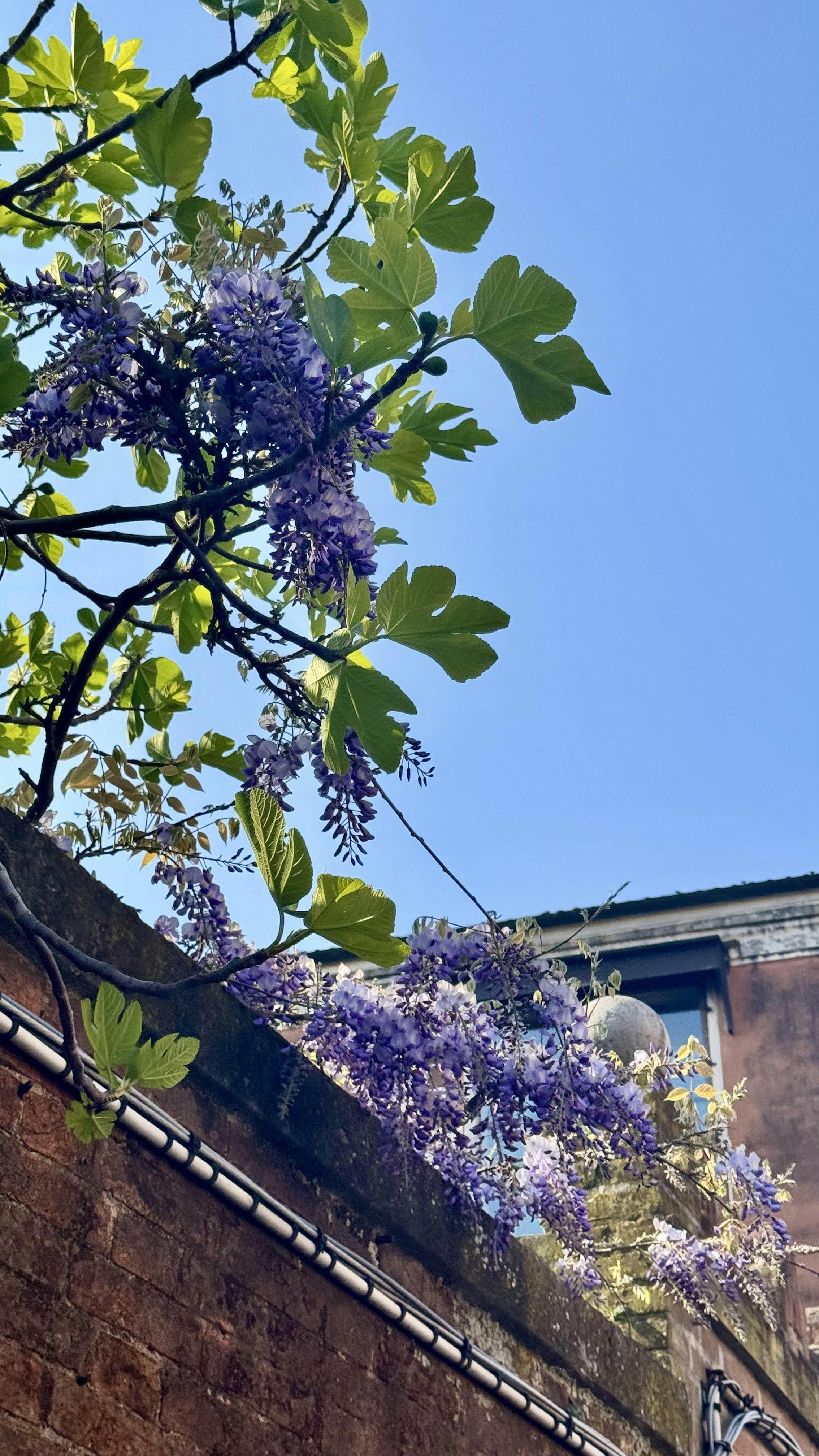 Wisteria Cascade Framing a Clear Blue Sky