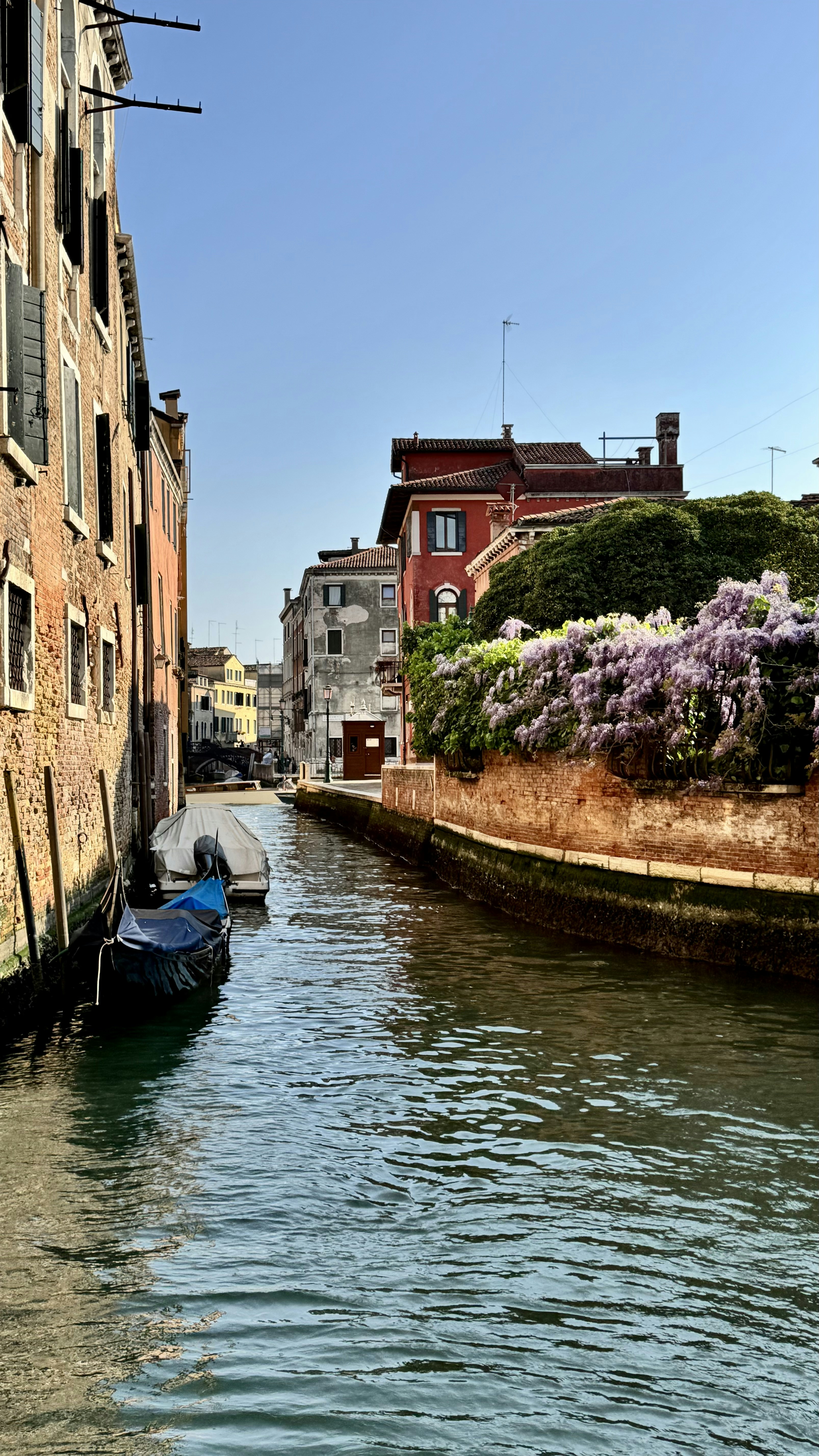 Canalfront Sunlit Mosaic: Lilacs and Looming Buildings