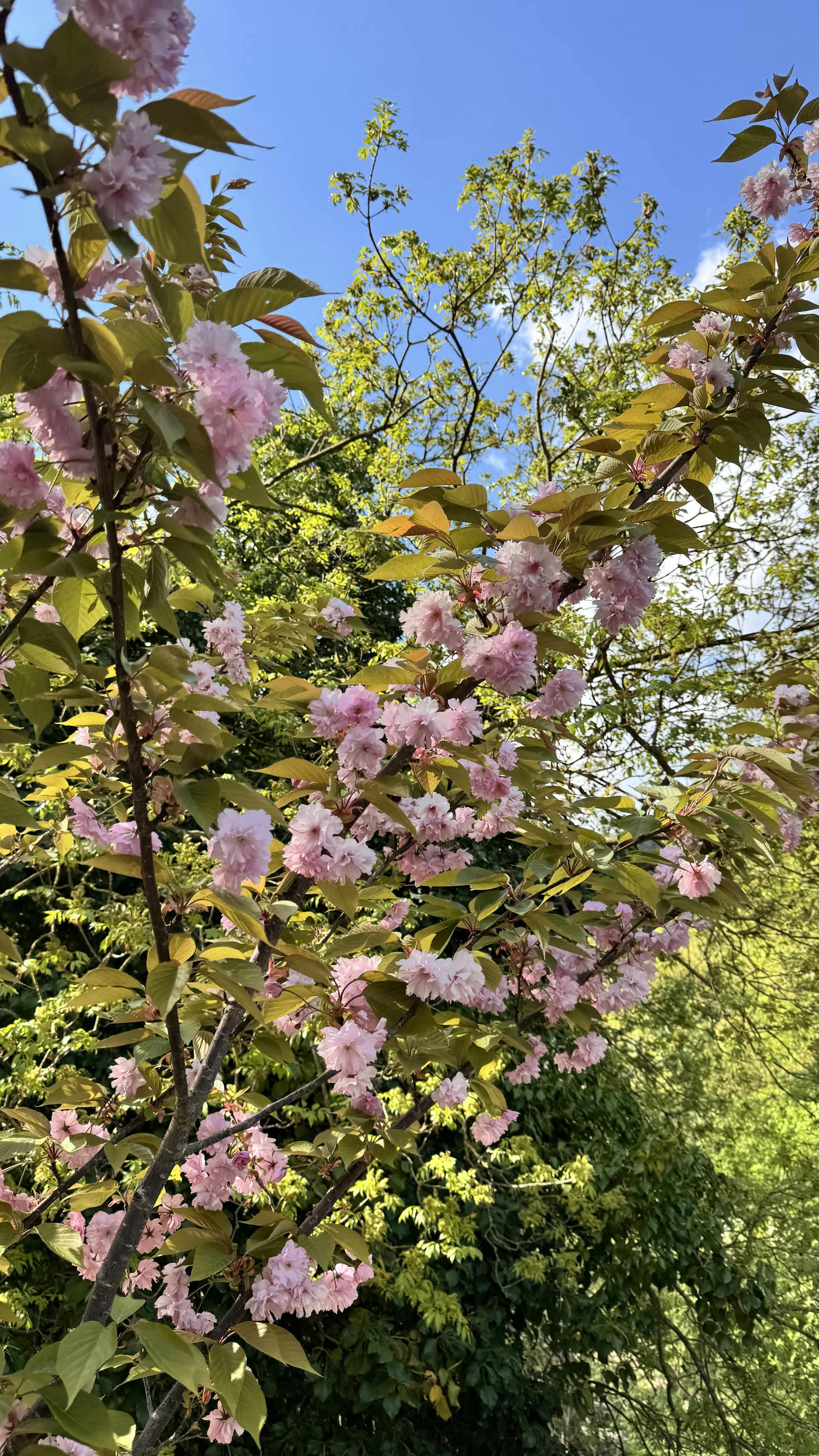 Springtime Pom-Pom Blooms Framing a Clear Blue Sky