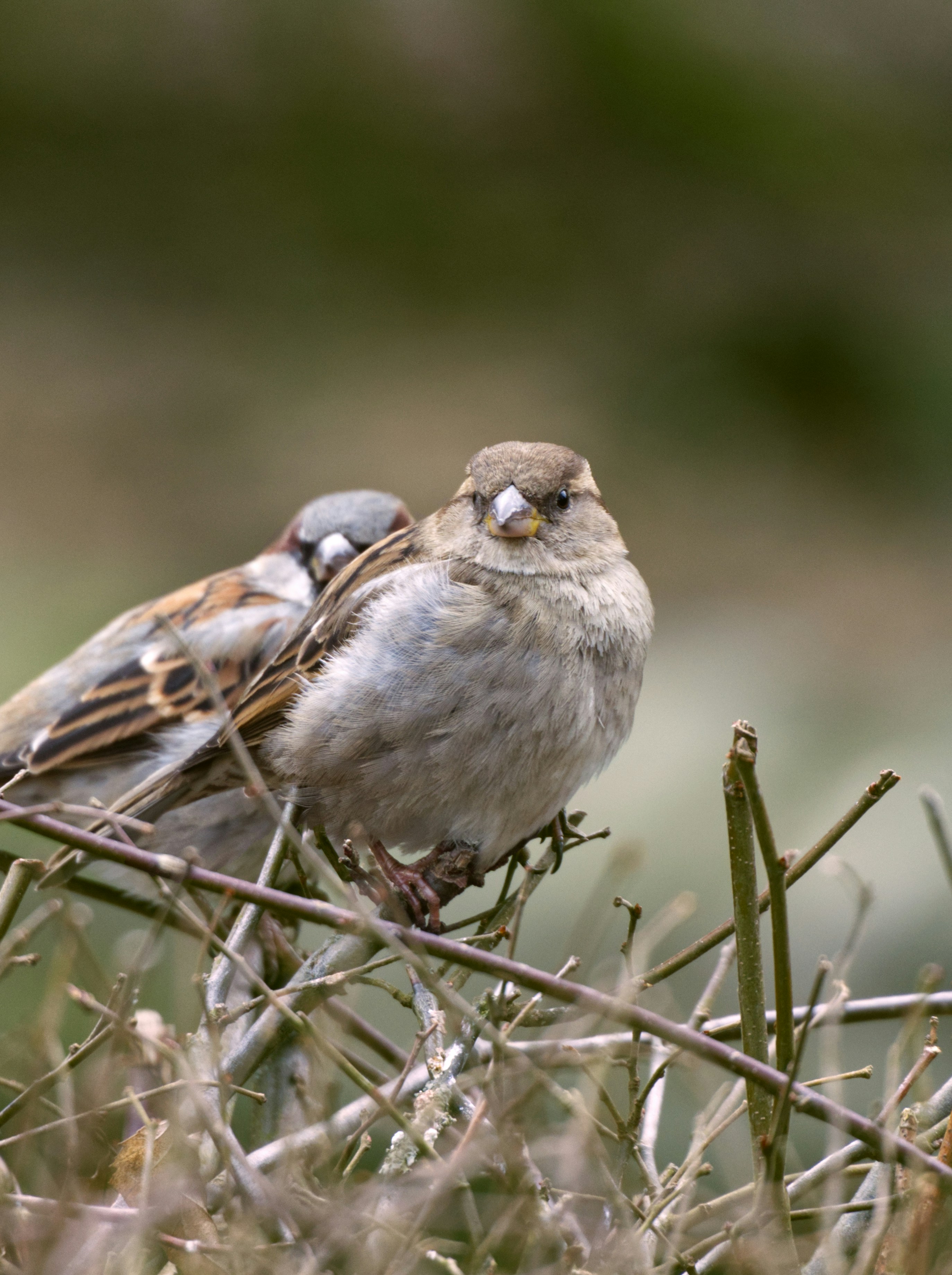 Still on the Thicket: A Pair of Sparrows Amid Dry Twigwork