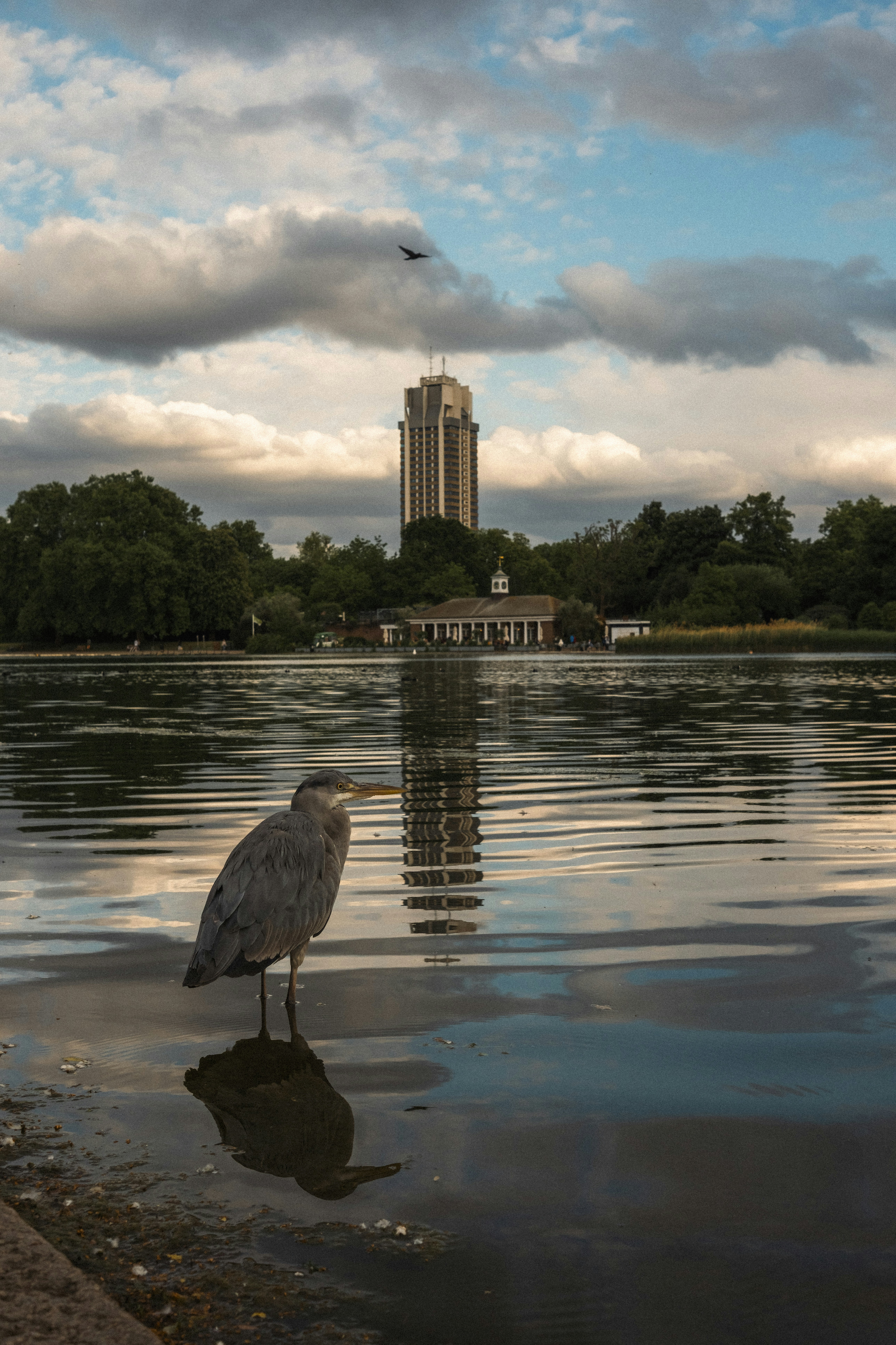 Grey heron in the Kensington Gardens