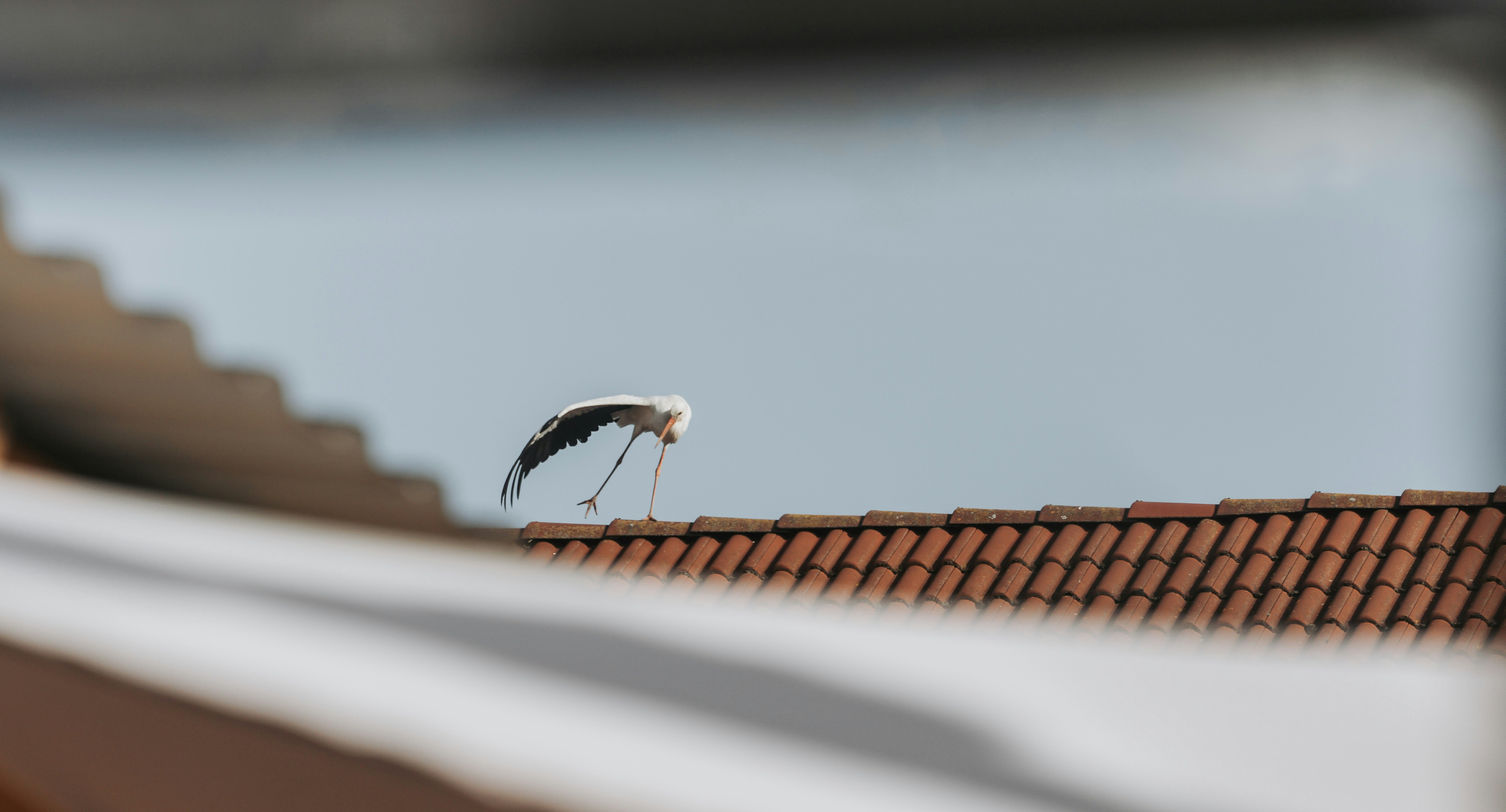 Gull in mid-landing on a terracotta roof under a cobalt sky