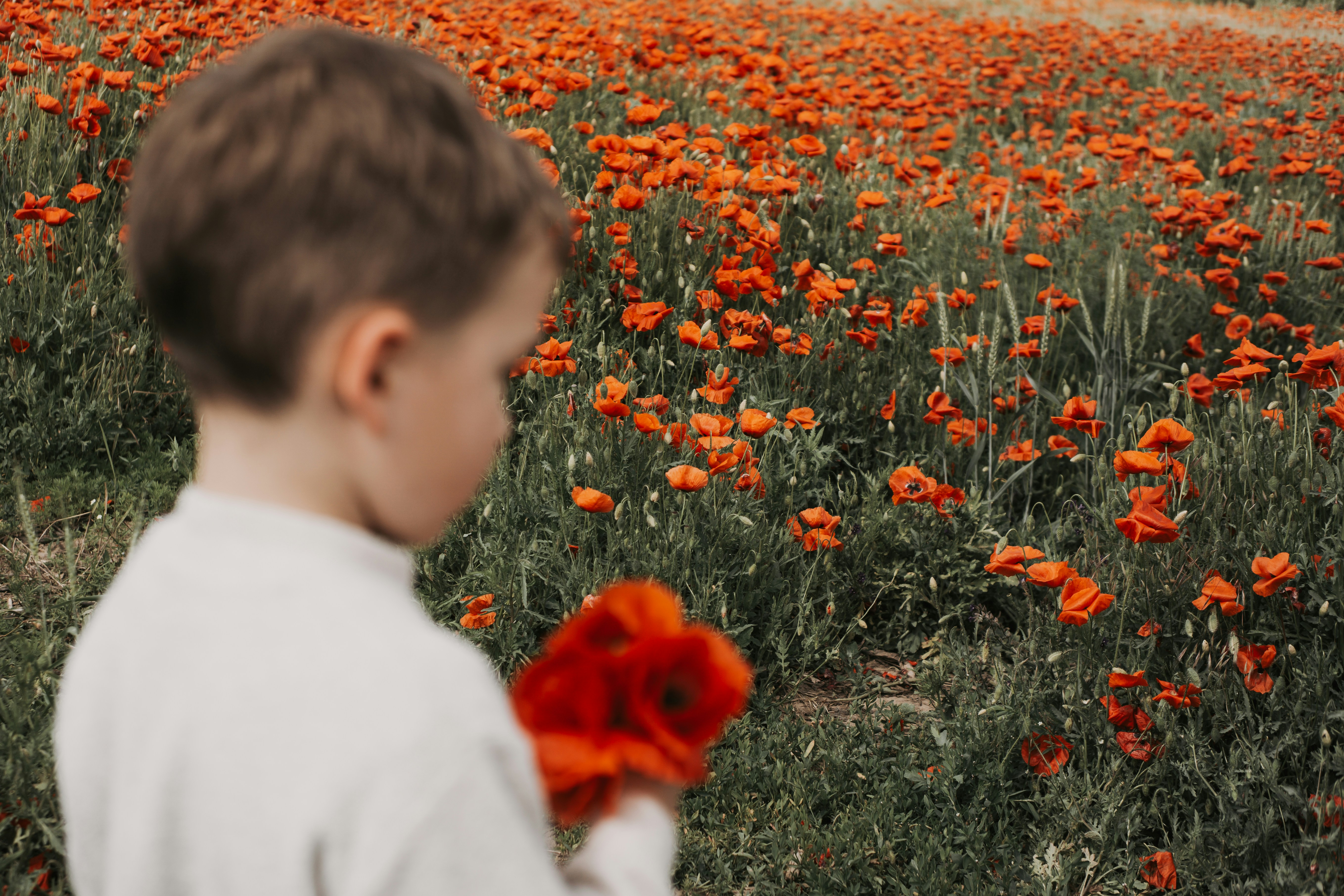 Red Bloom in a Sea of Orange Poppies