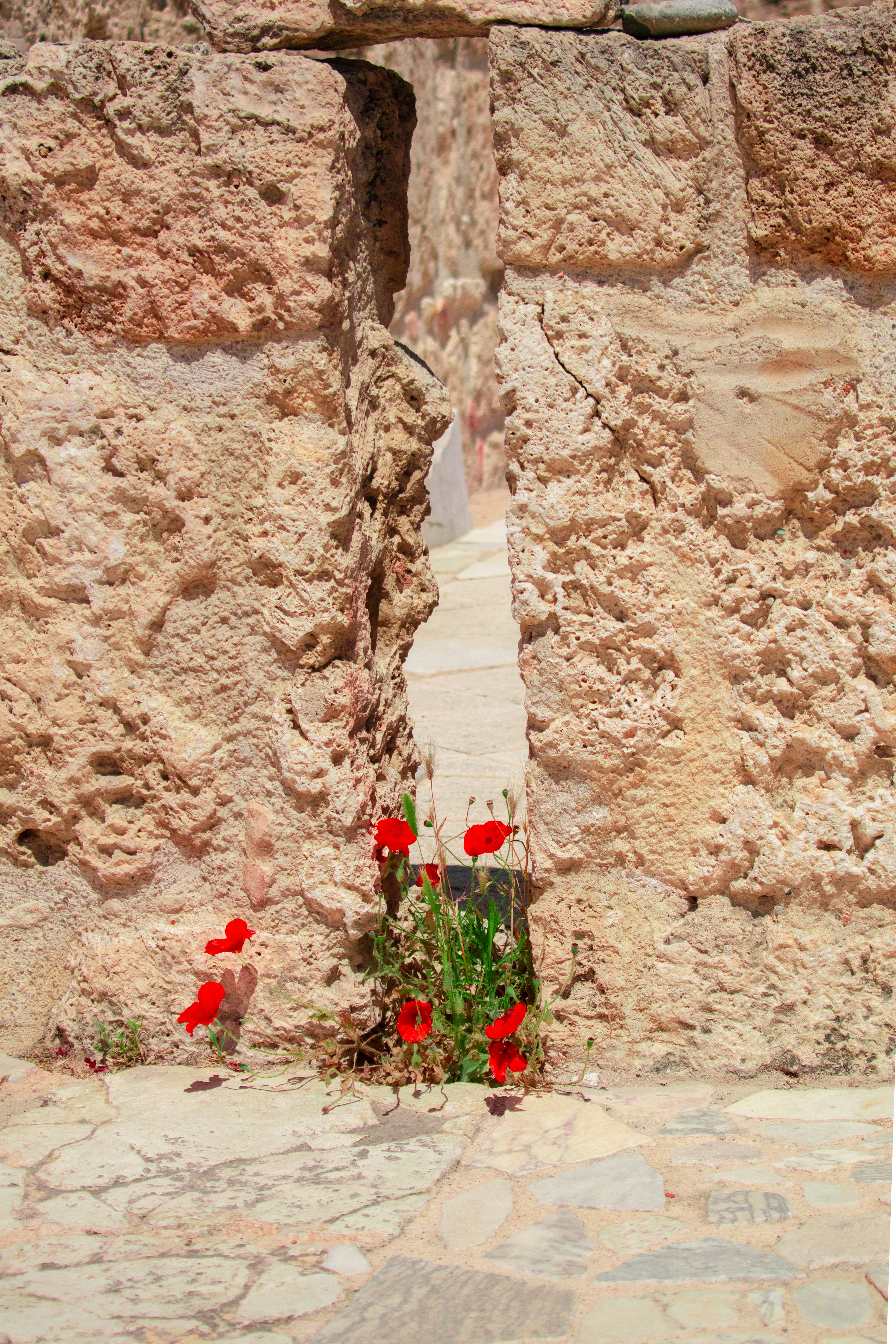 Vivid red flowers emerge from a crevice in a weathered stone wall, symbolizing nature's persistence. The textured surface of the stone contrasts beautifully with the delicate petals.
