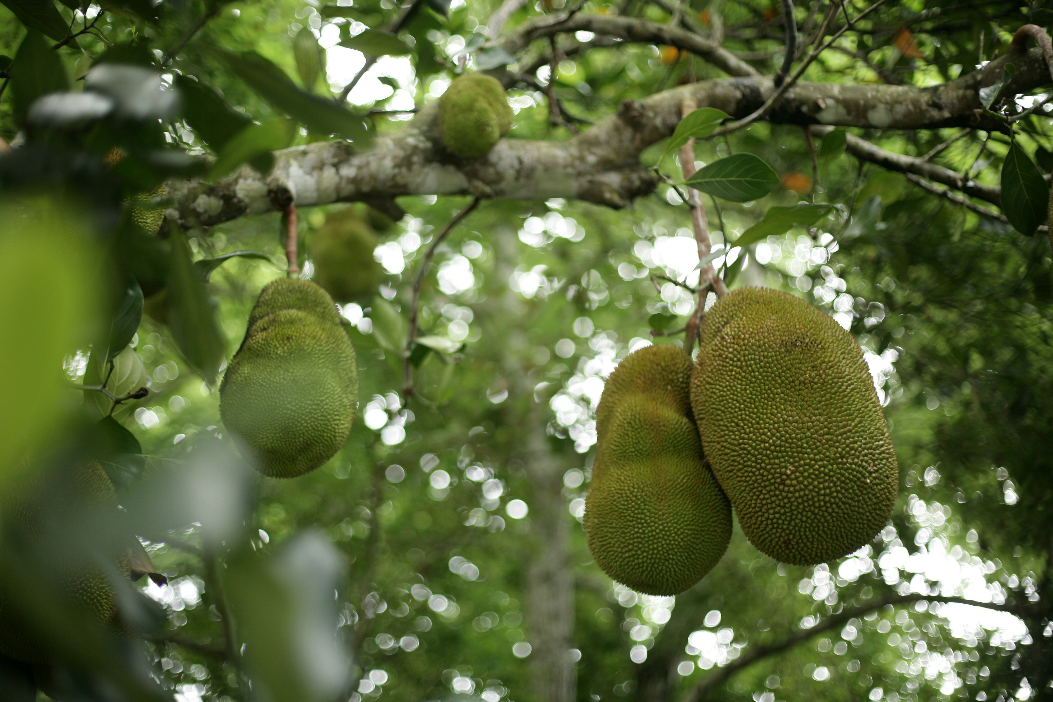 Nature's Green Gems: The Jackfruit Harvest