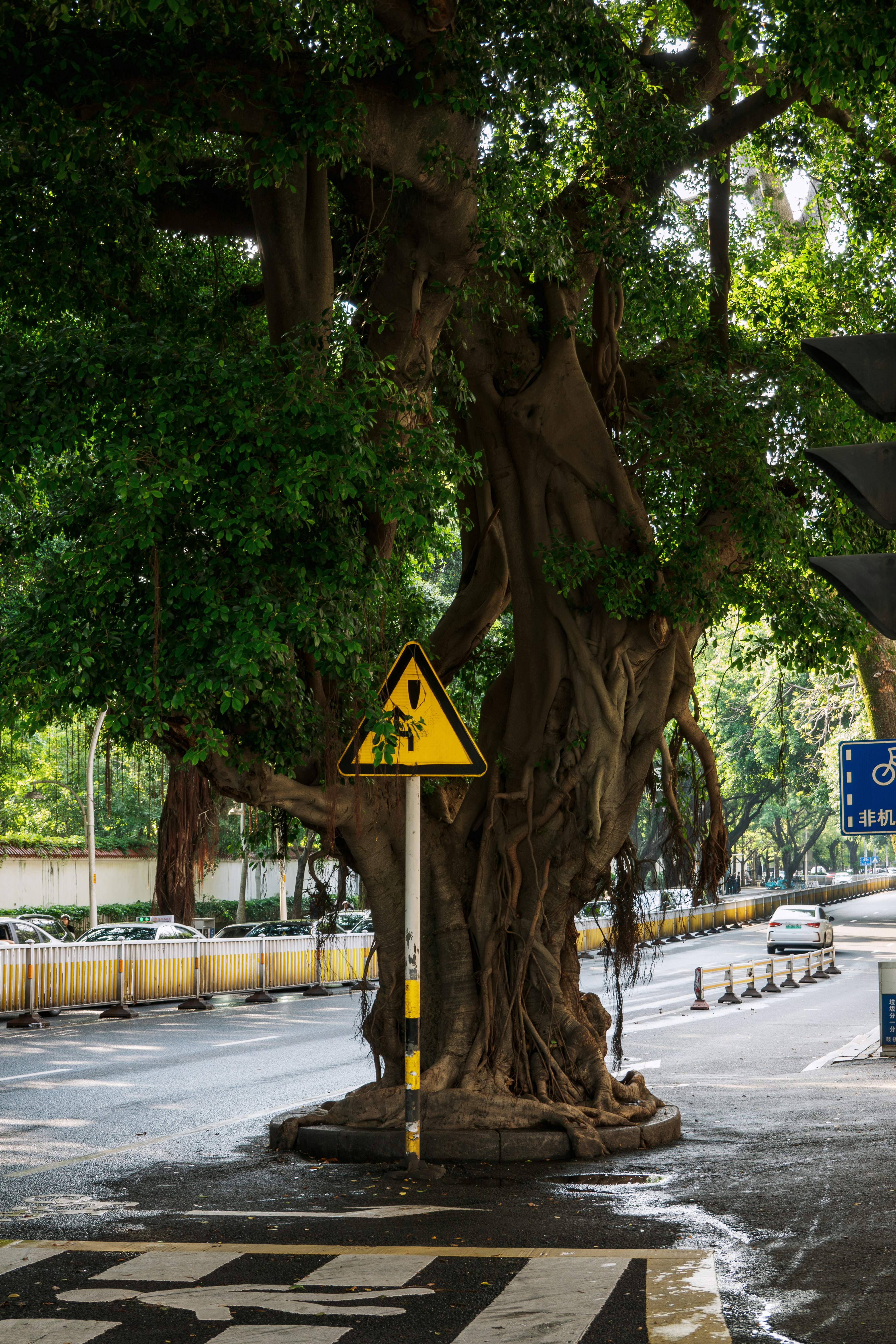 The Banyan Sentinel at the Urban Crossing