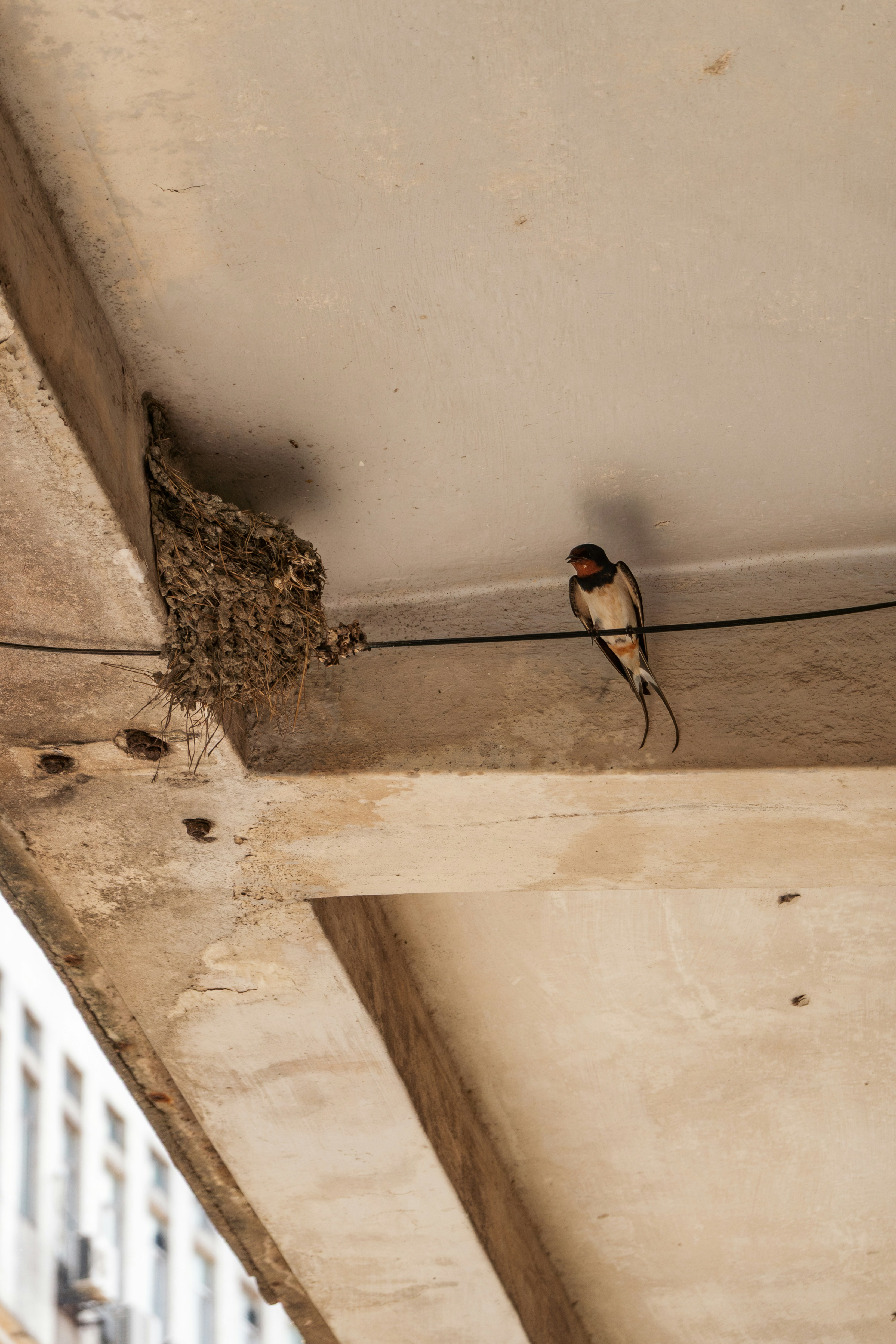 Swallow on a weathered overpass wire beneath a sunlit concrete canopy