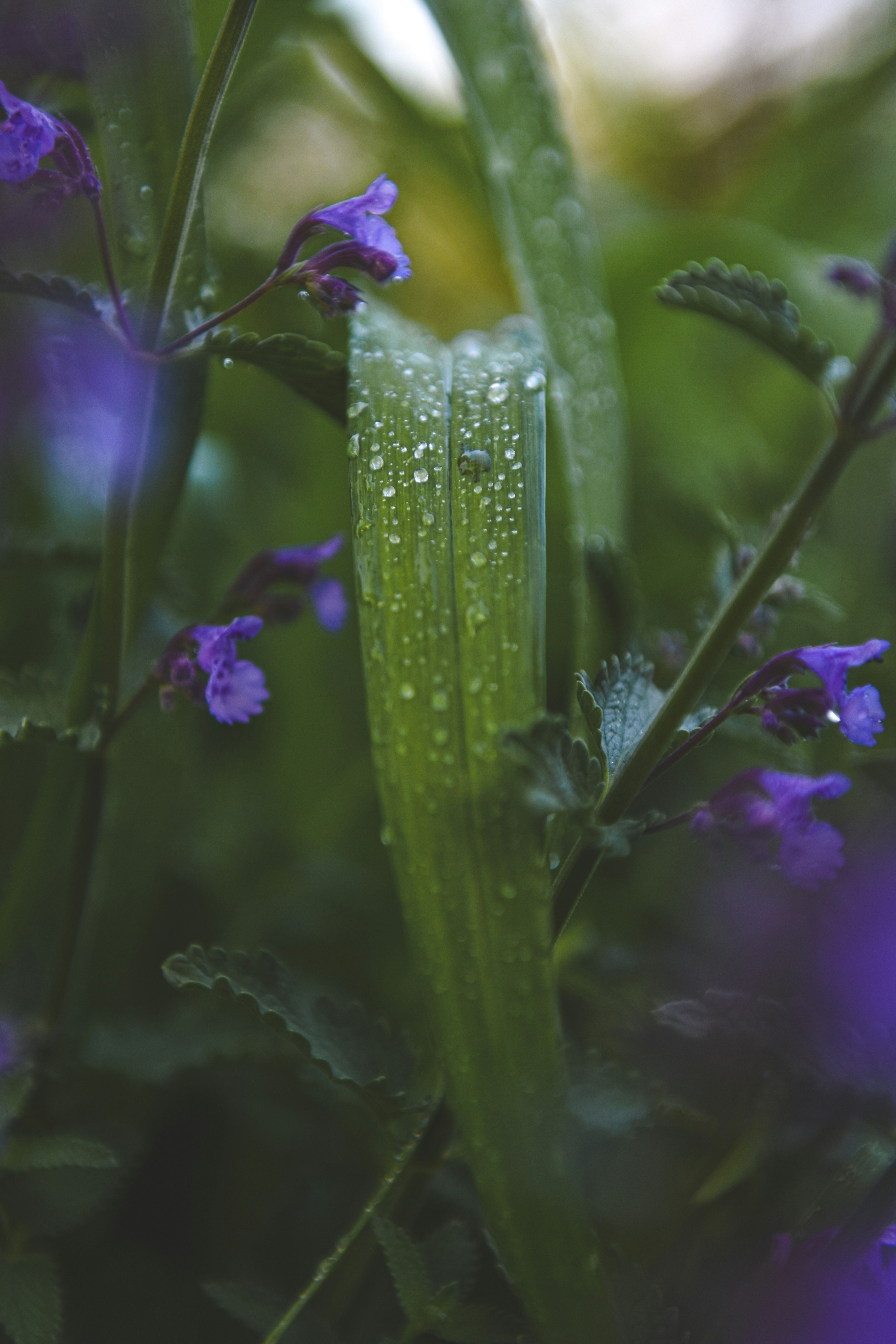 Nature's Bejeweled Canvas