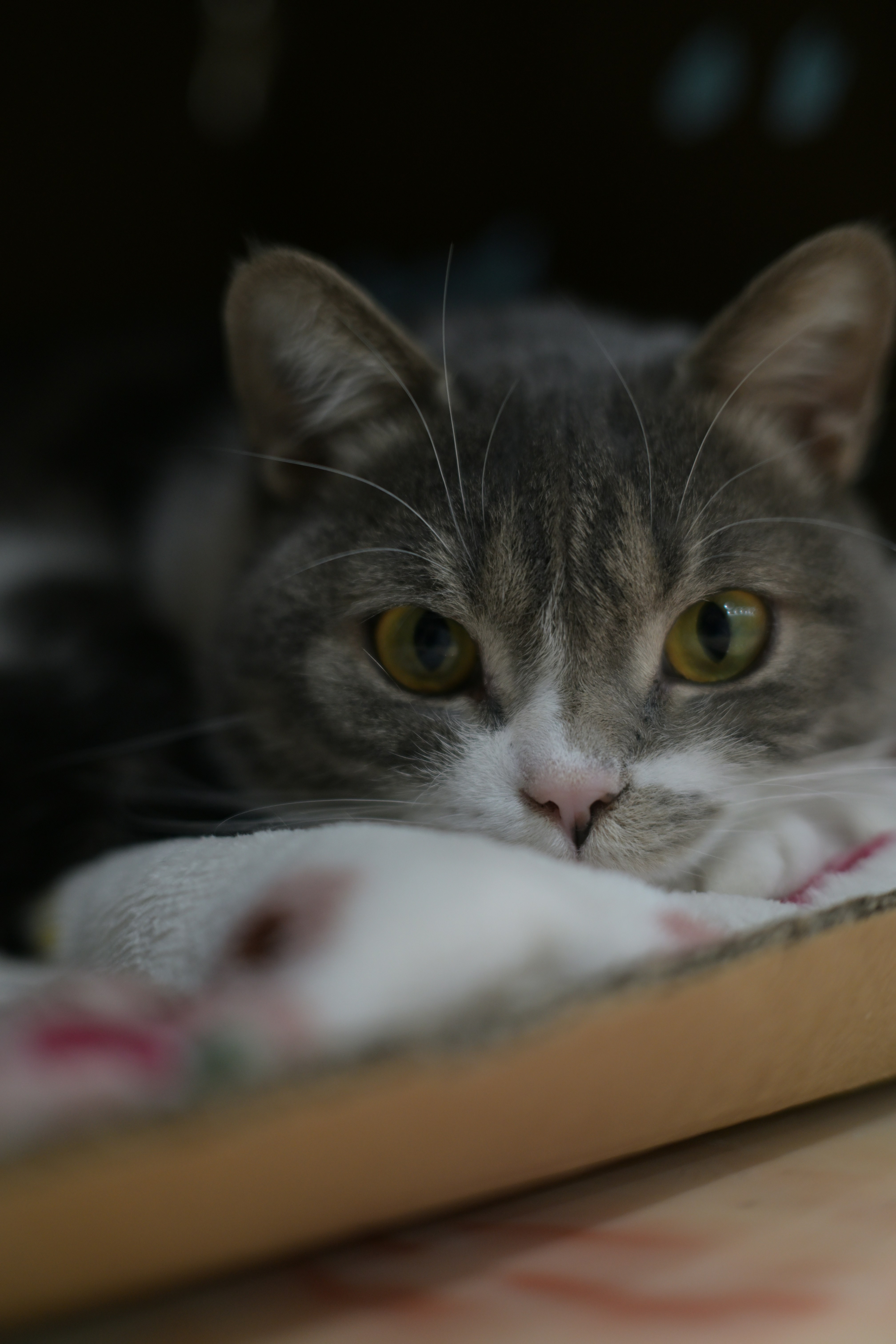 Whiskered Serenity in a Cozy Hideaway