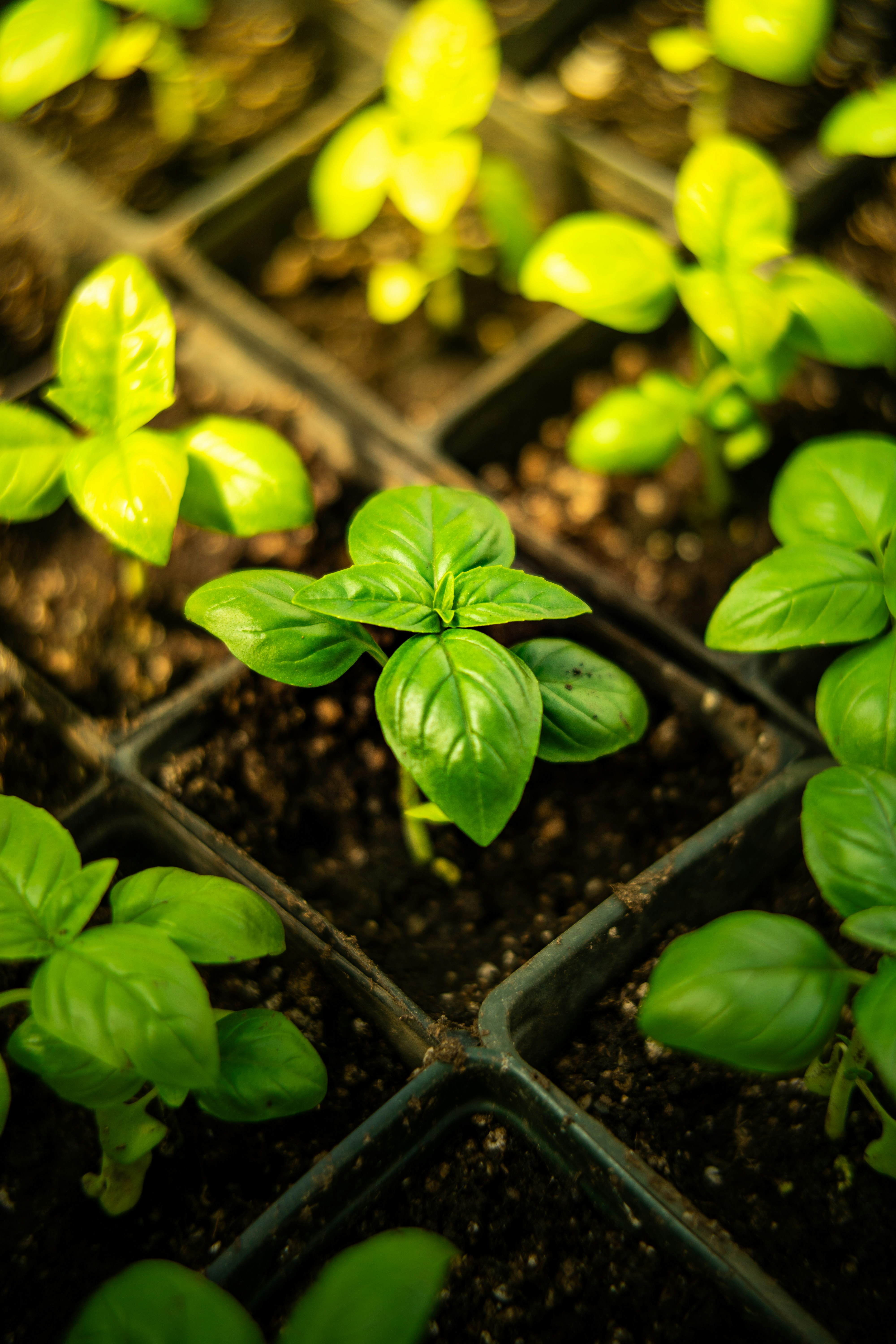 Young basil plants thriving in their pots. photo – Free Green Image on ...