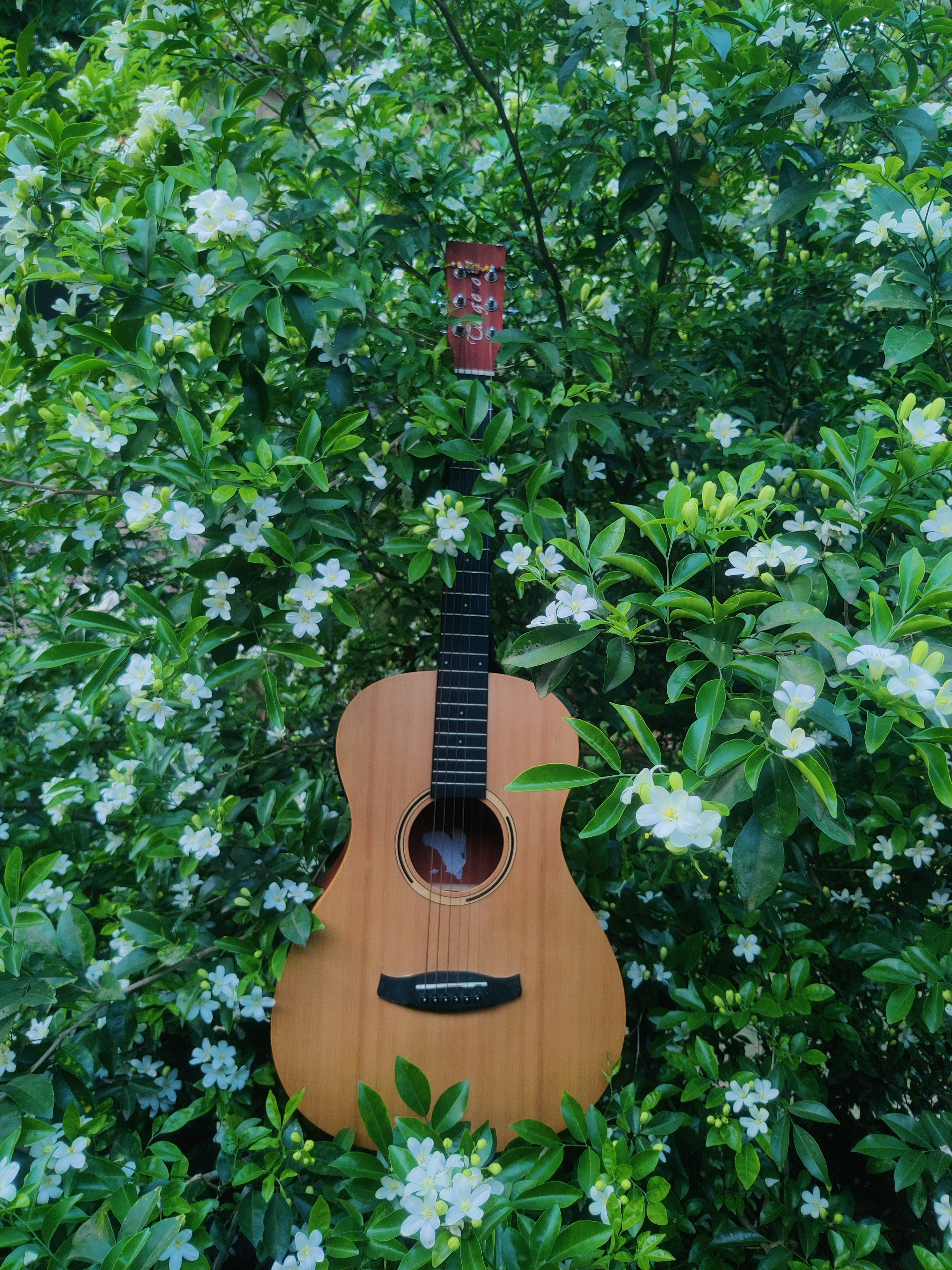 Guitar | Guitar in a bed of flowers.