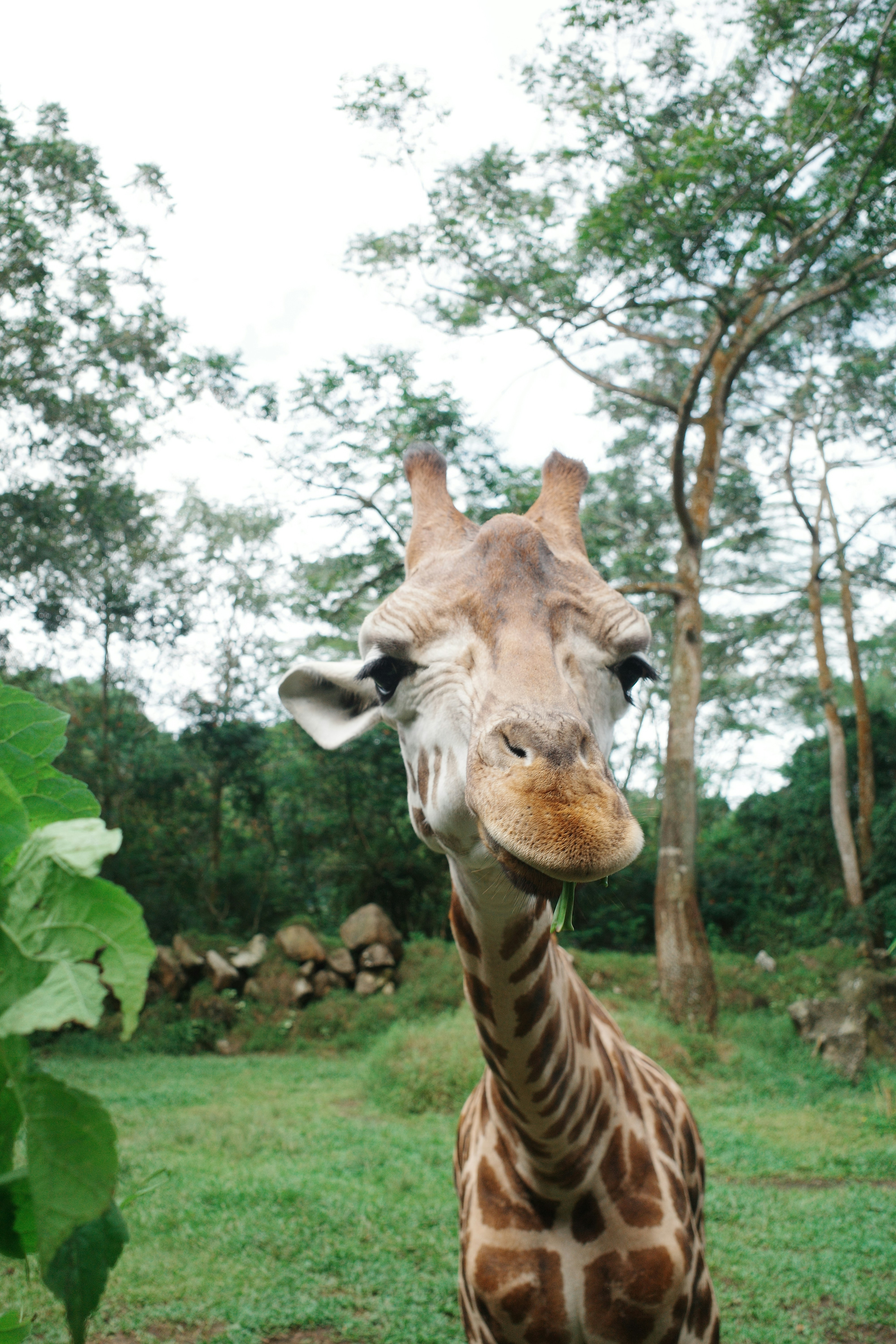 Gentle Giant's Curiosity