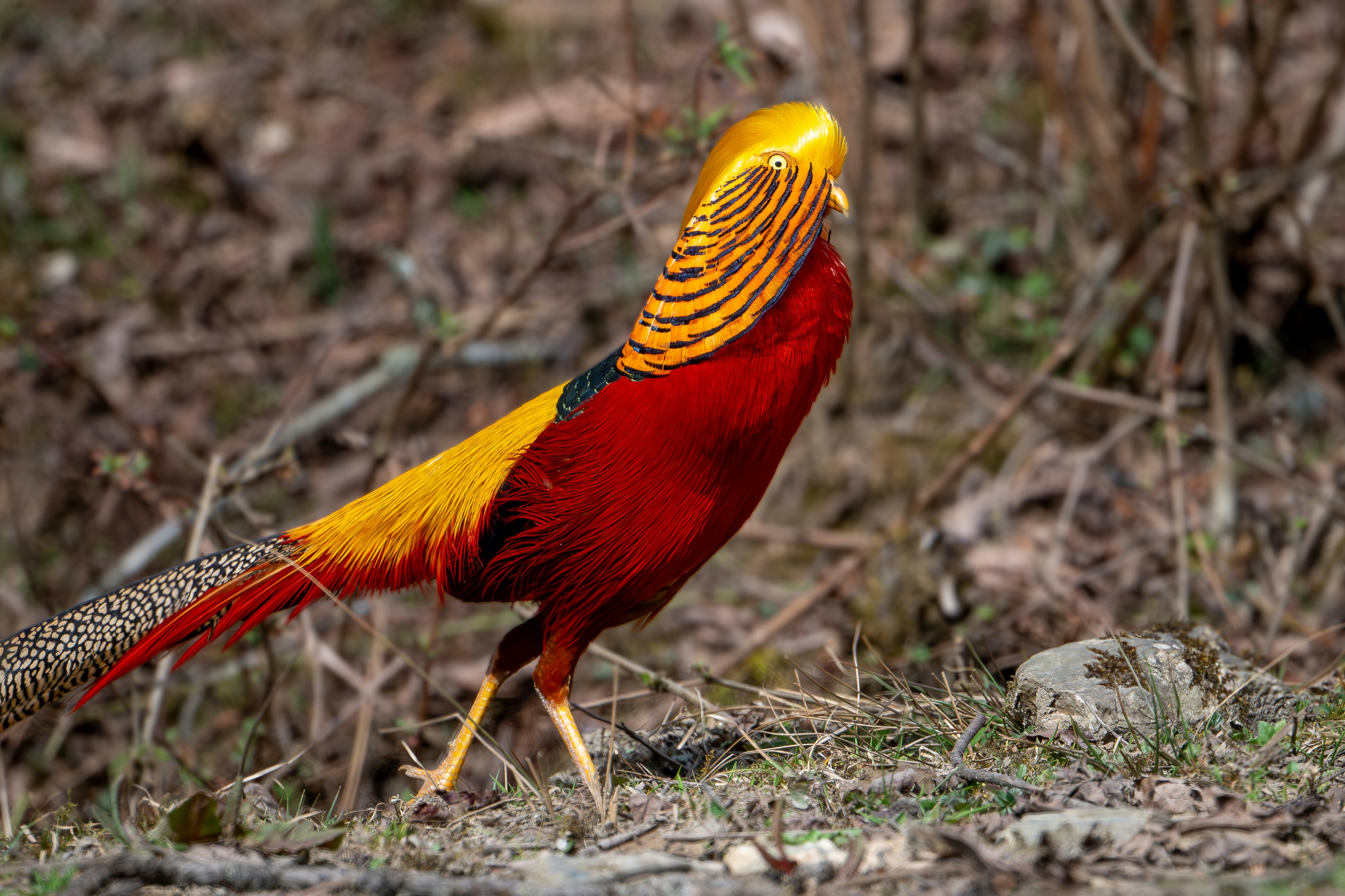 Sunlit Glory: The Golden Masked Bird Striding Through Dappled Ground