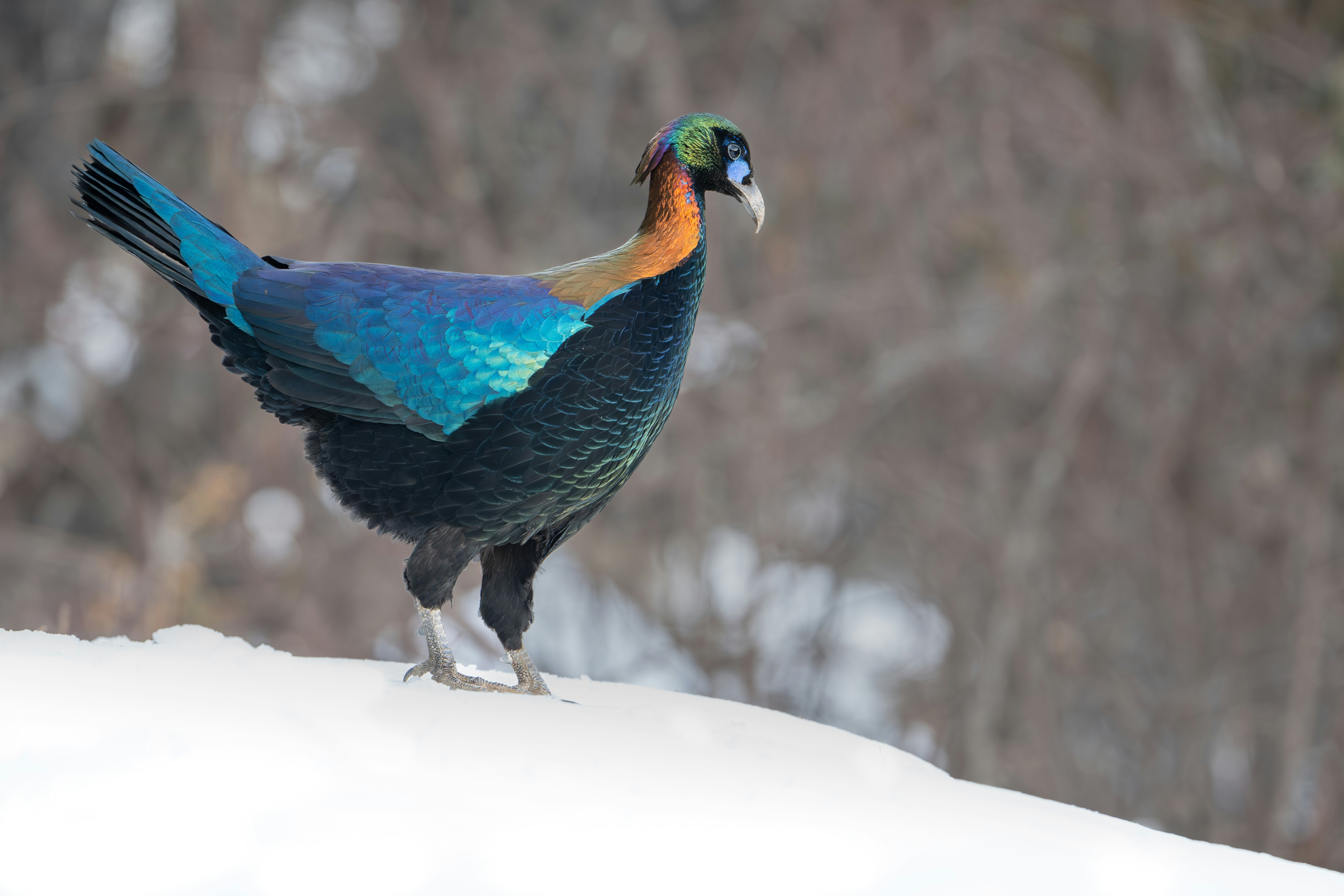 Snowbound Majesty: Iridescent Bird on a Quiet Winter Ridge