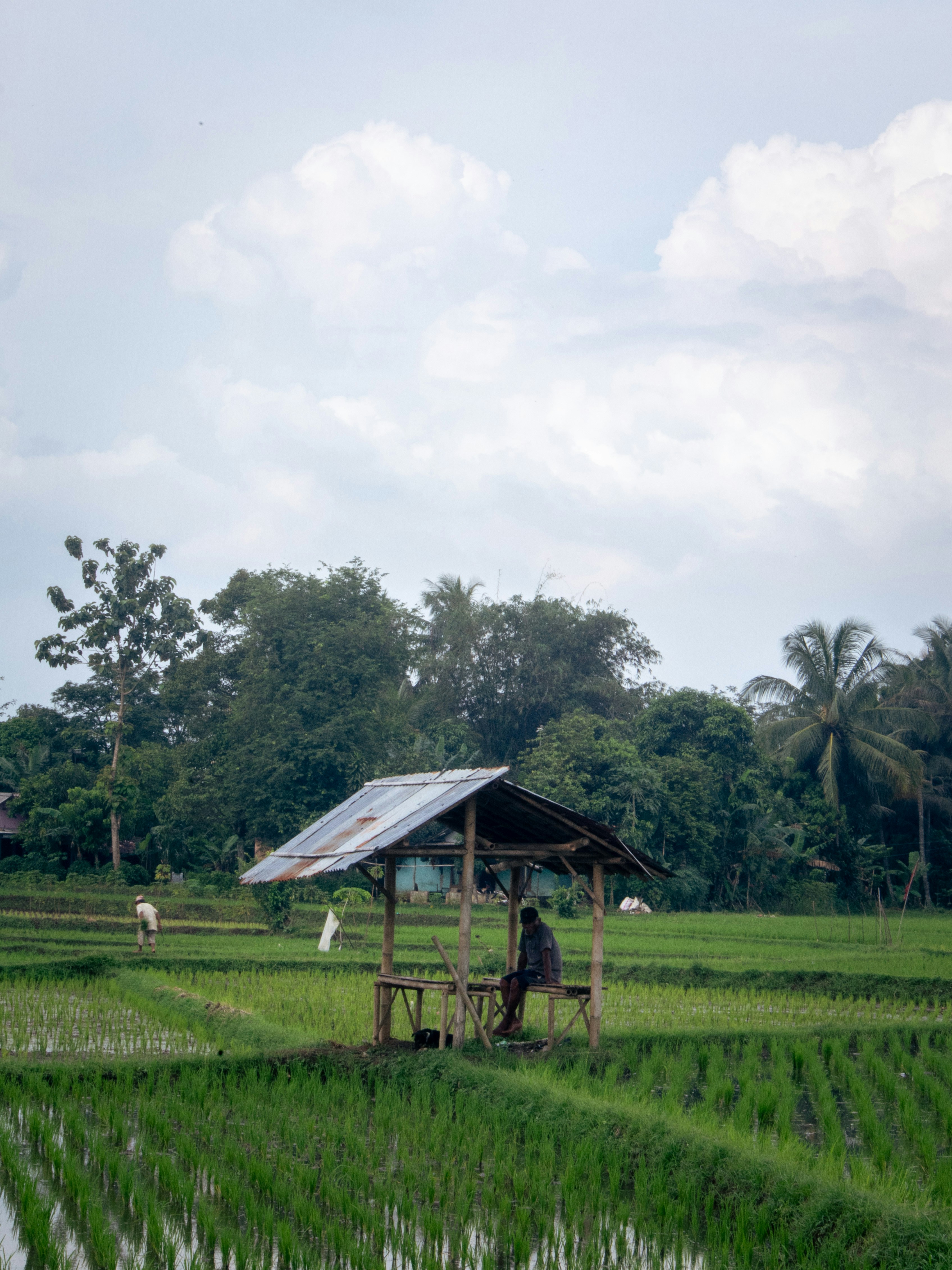 A person sits in a rice paddy hut. photo – Free Human Image on Unsplash