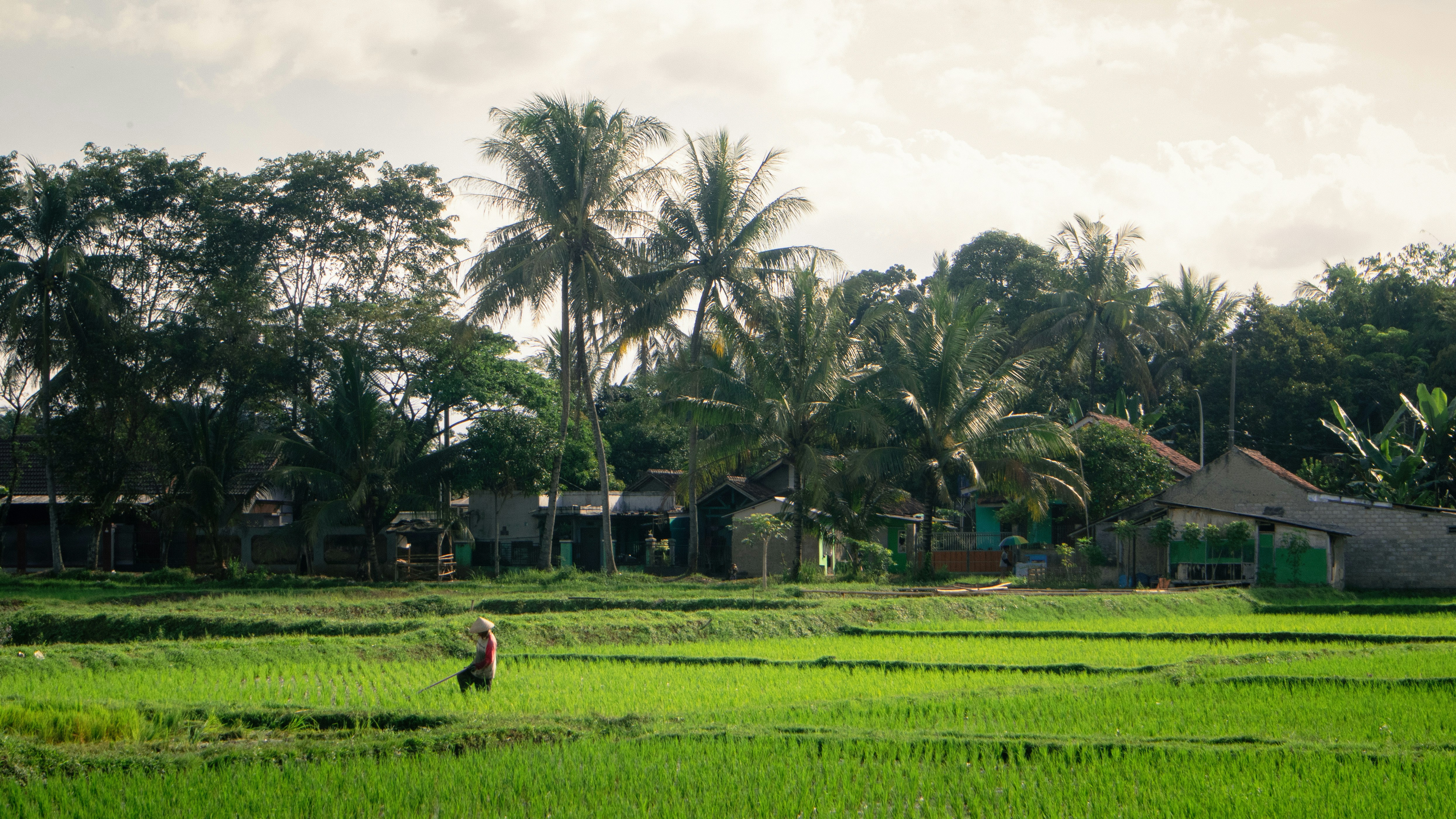 A rice farmer tending to lush green fields under palm trees, with traditional houses in the background. The scene reflects rural agricultural life.