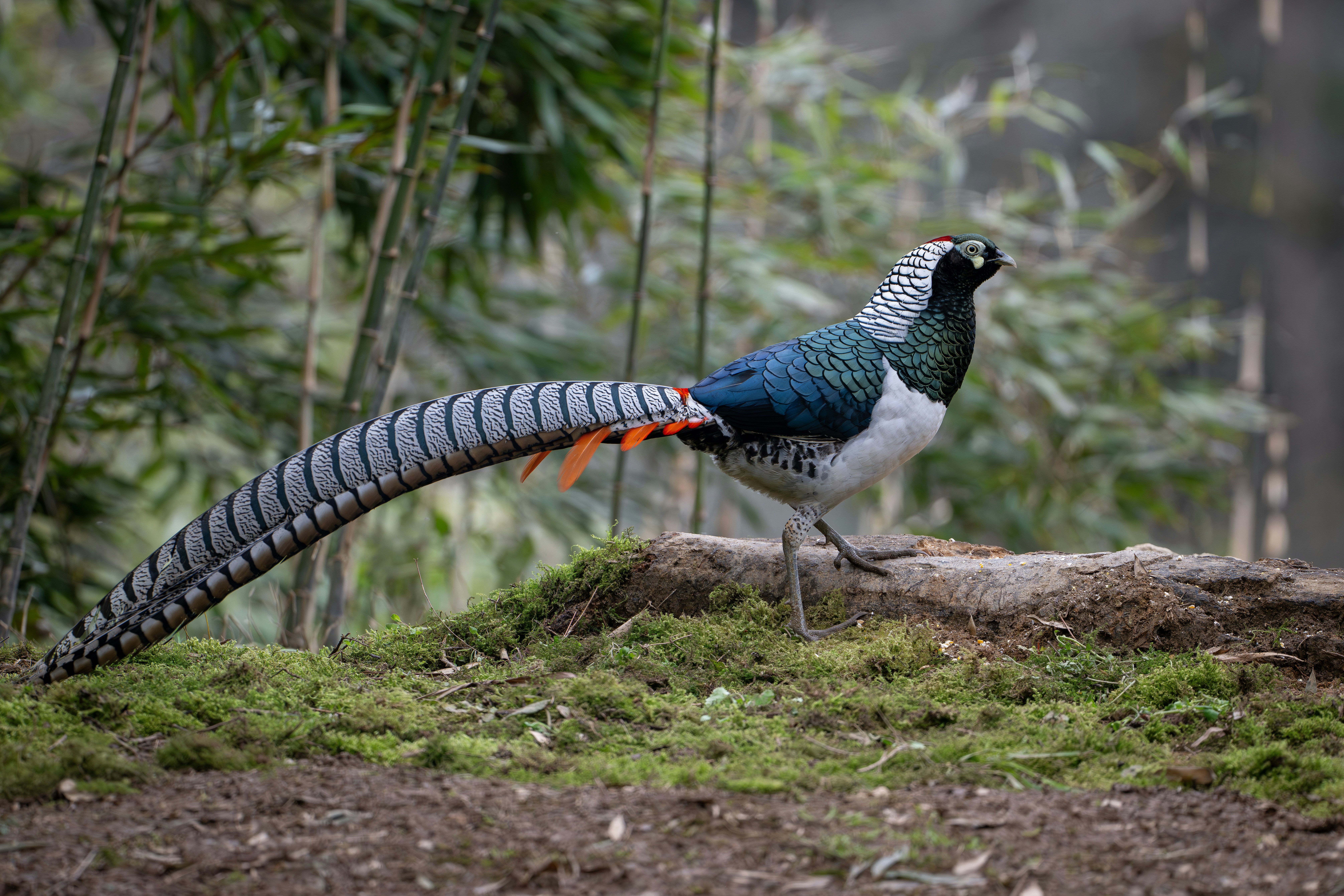 Iridescent Silver Pheasant on a Mossy Ledge