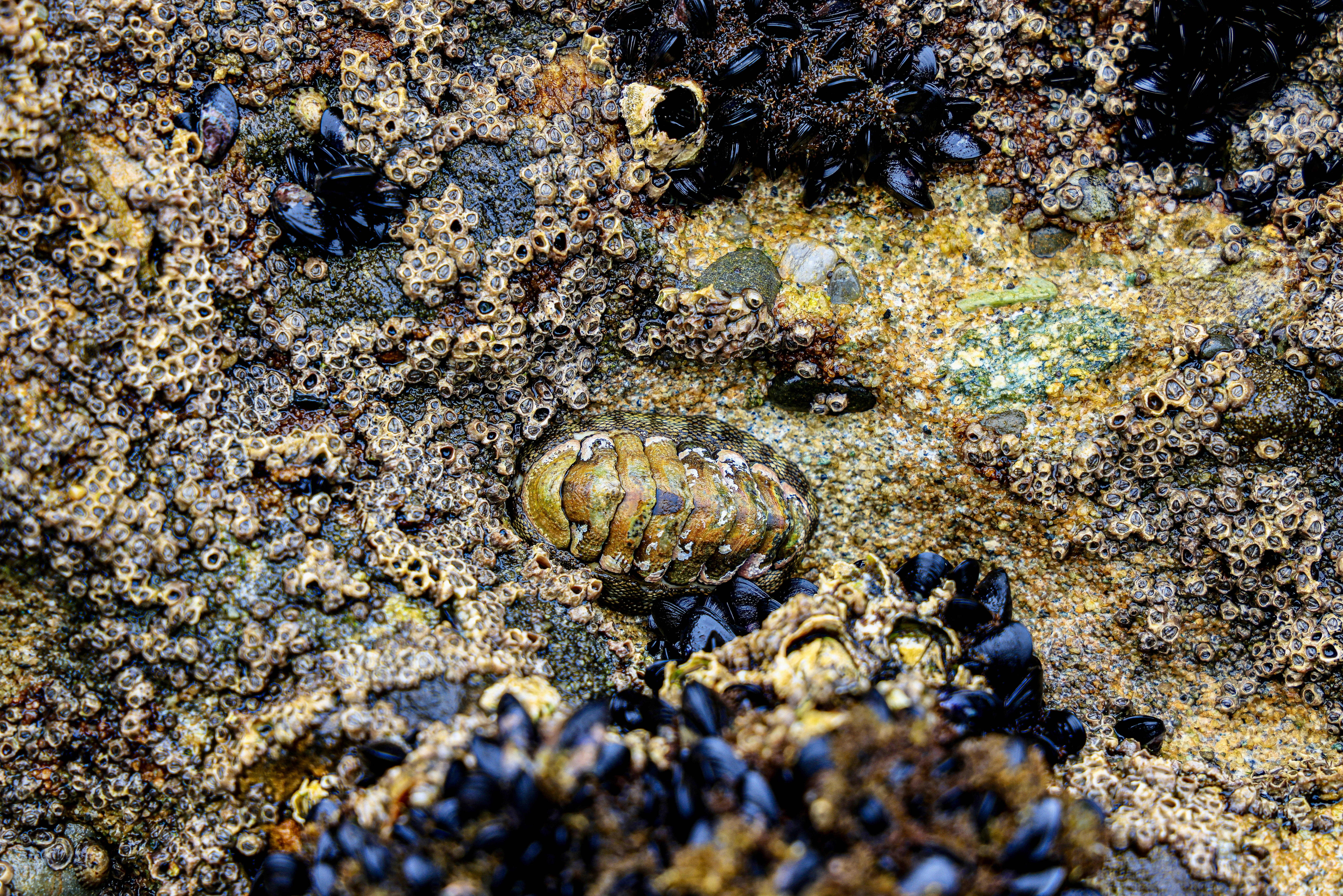 Coastal rock features a chiton, barnacles, and mussels. photo – Free ...