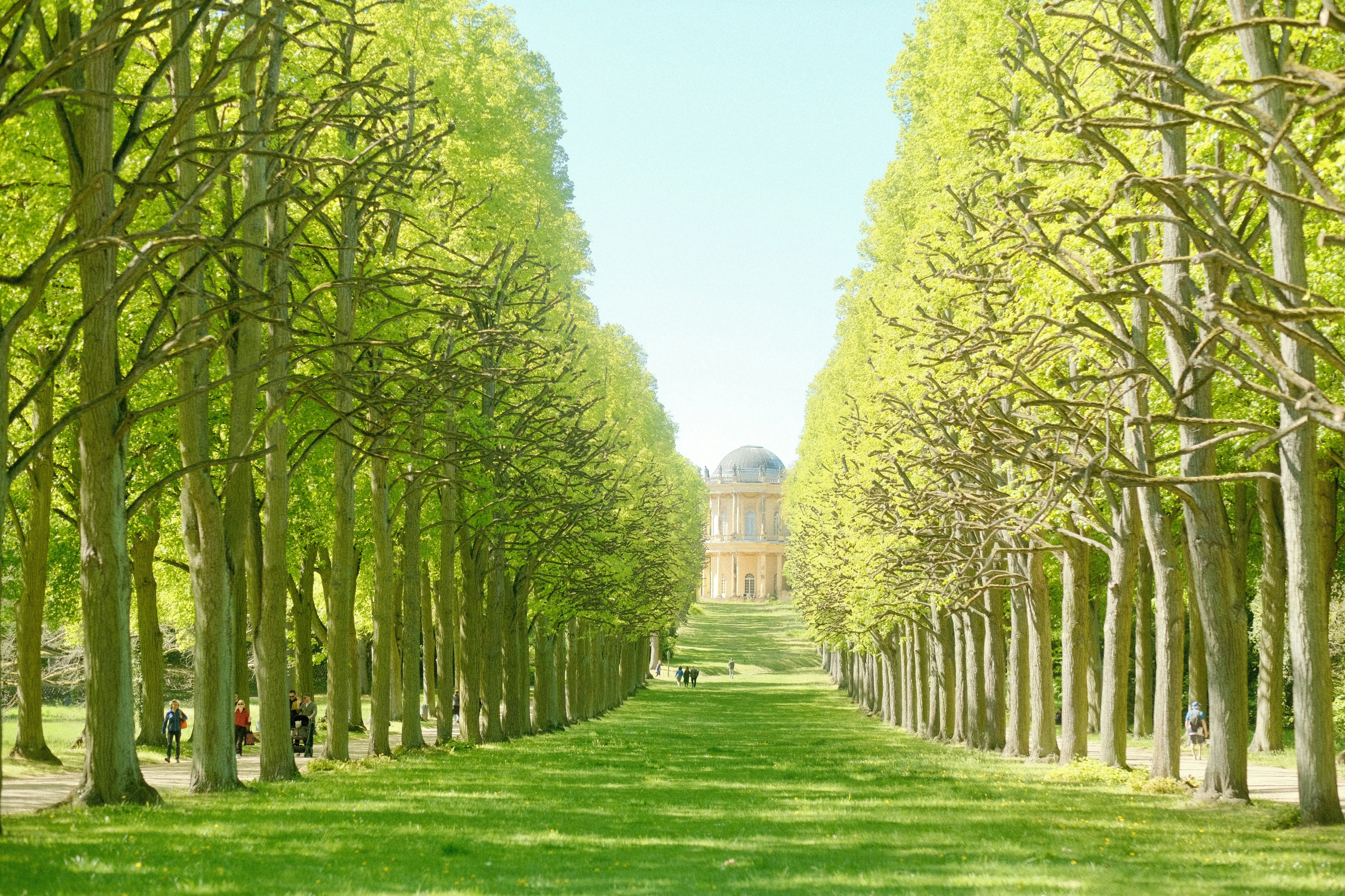 A long, symmetrical tree-lined avenue leads to the Temple of Friendship in Sanssouci Park, Potsdam. The bright green foliage and classical architecture create a peaceful spring atmosphere, inviting visitors to stroll and relax.
