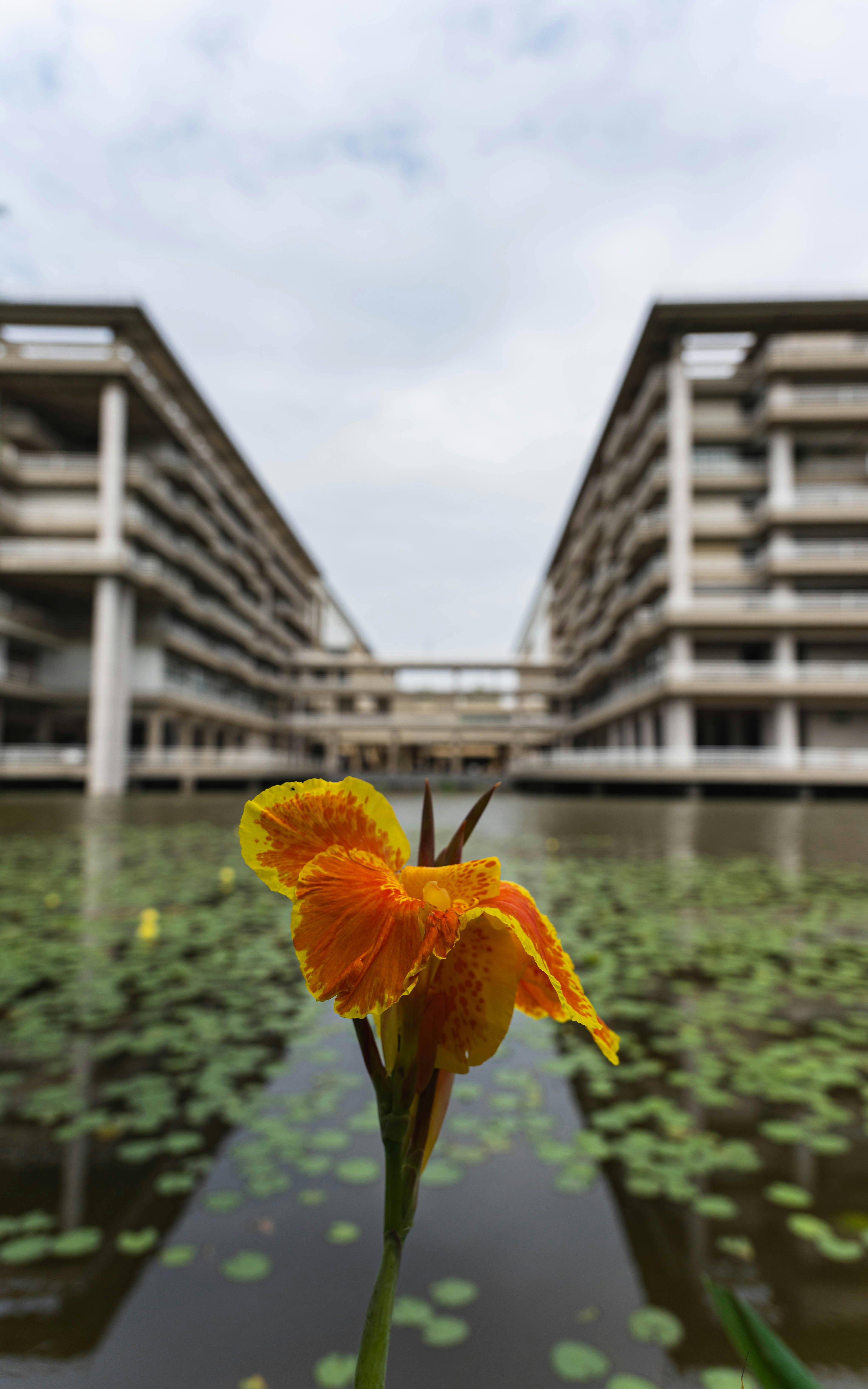 Golden Iris in a Surreal Atrium