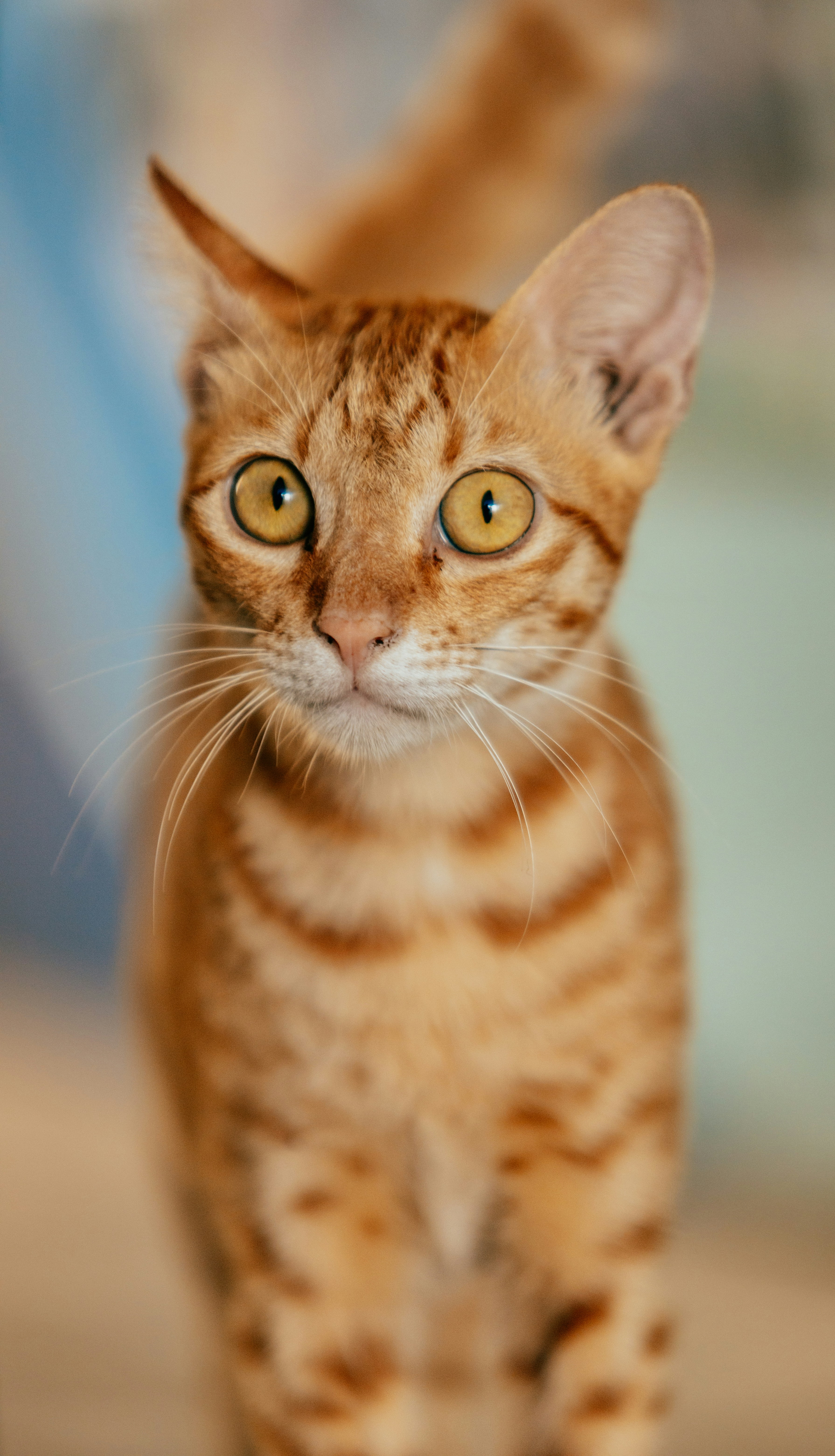 Whiskered Wonder: A Glimpse into Feline Curiosity