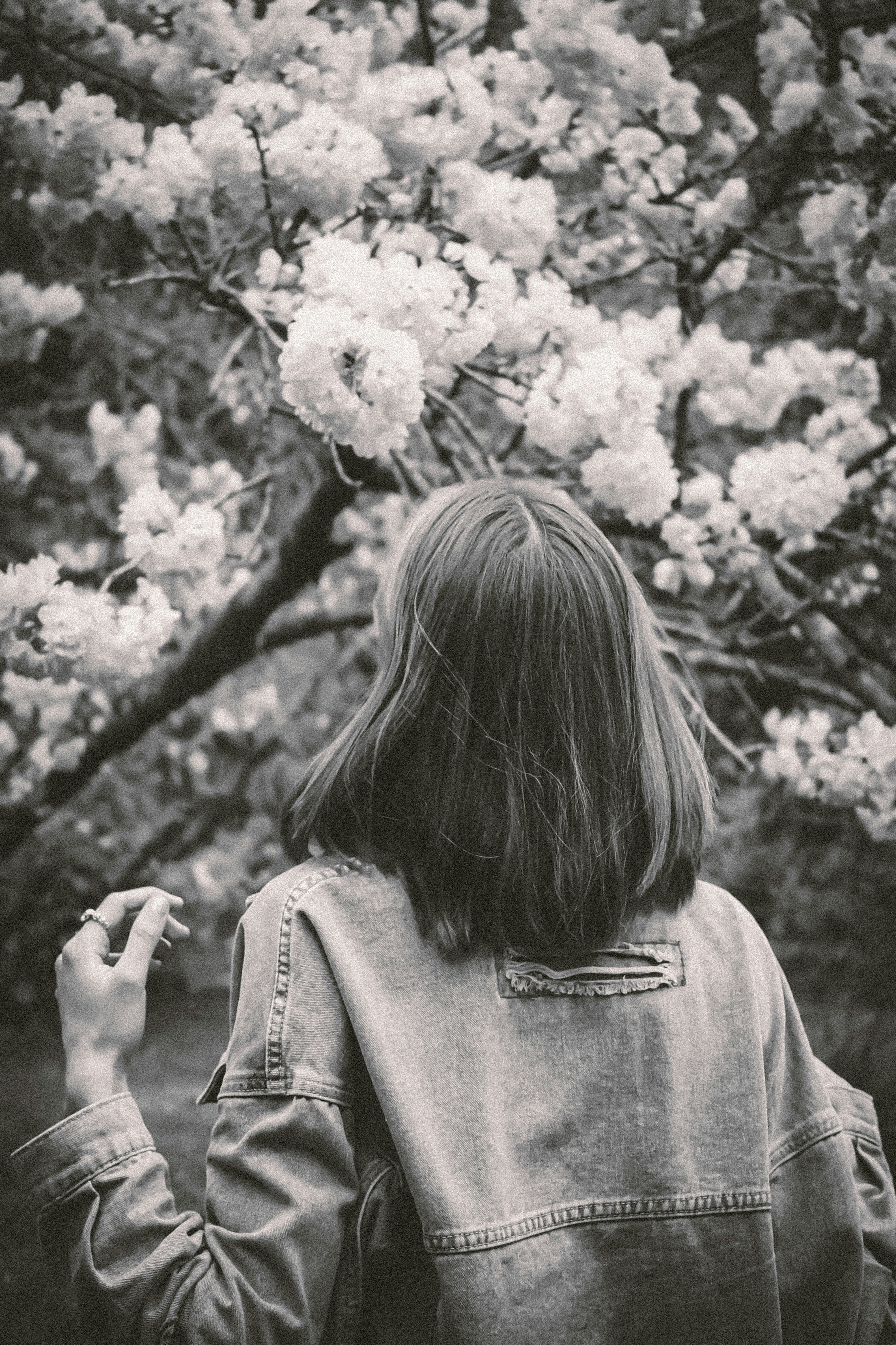 Rear-view in Bloom: a denim-clad silhouette beneath flowering branches