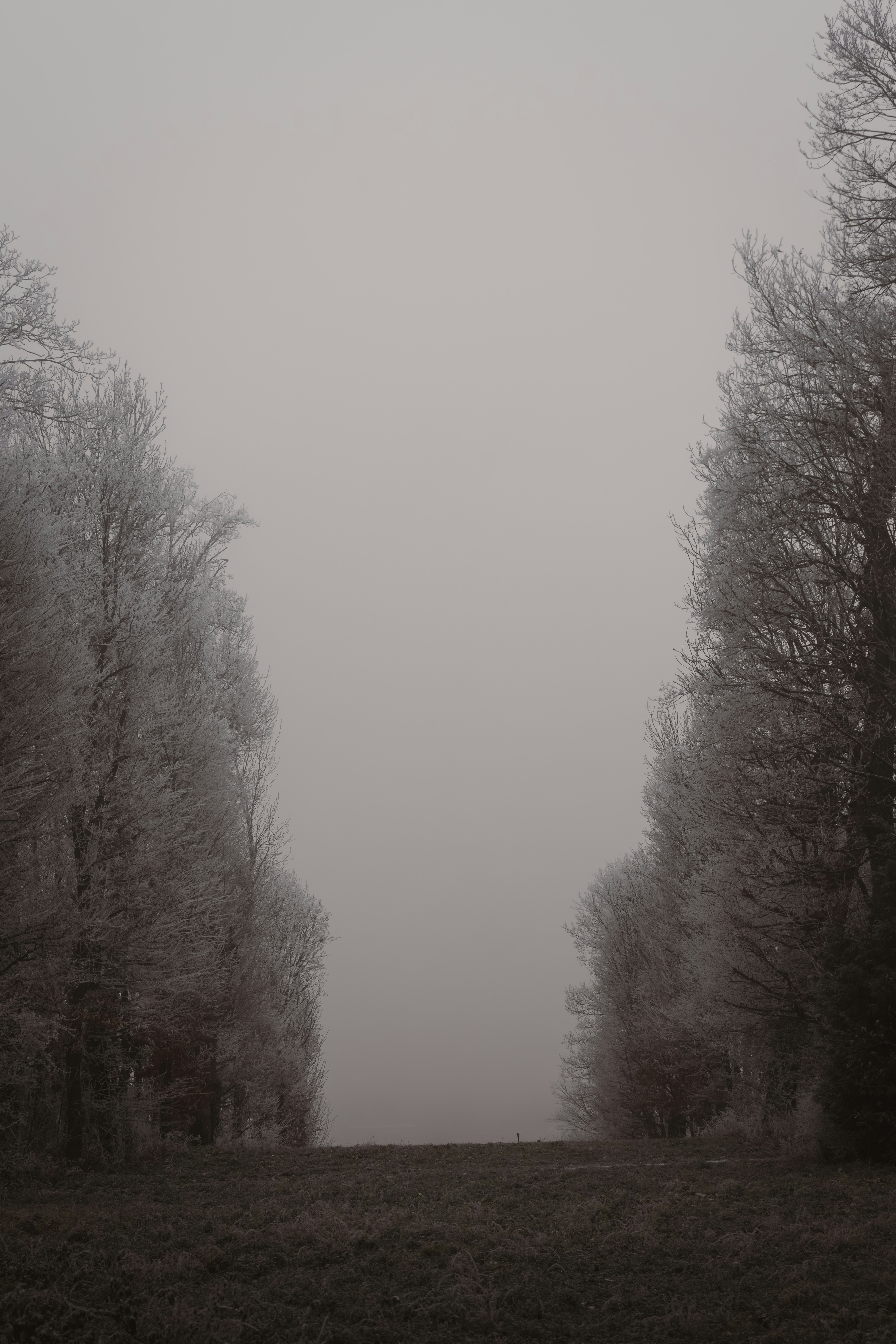 A serene, fog-enshrouded pathway flanked by frost-laden trees, evoking a sense of tranquility and mystery.