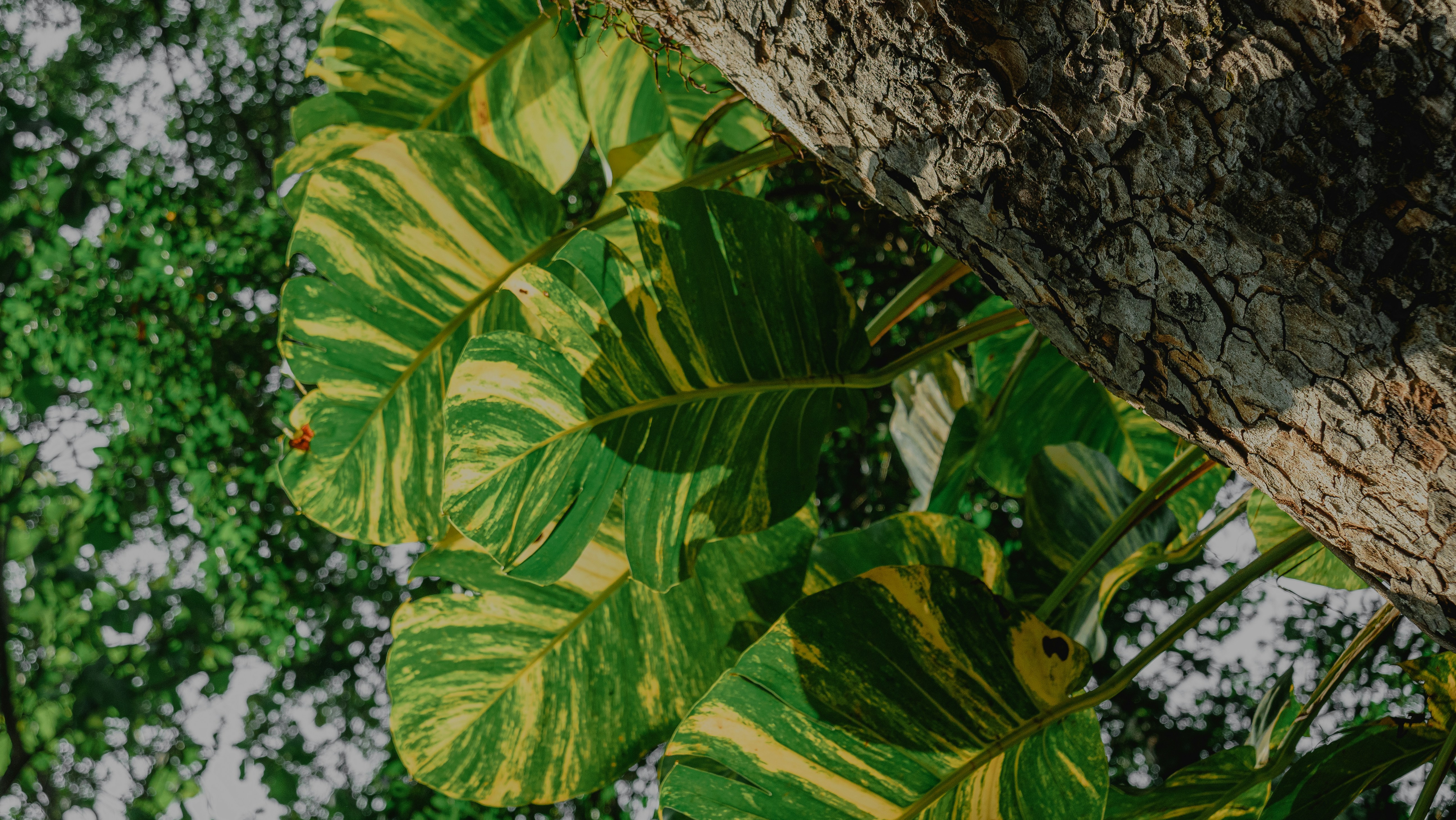 Lime-Striped Foliage on Weathered Bark in Dappled Shade