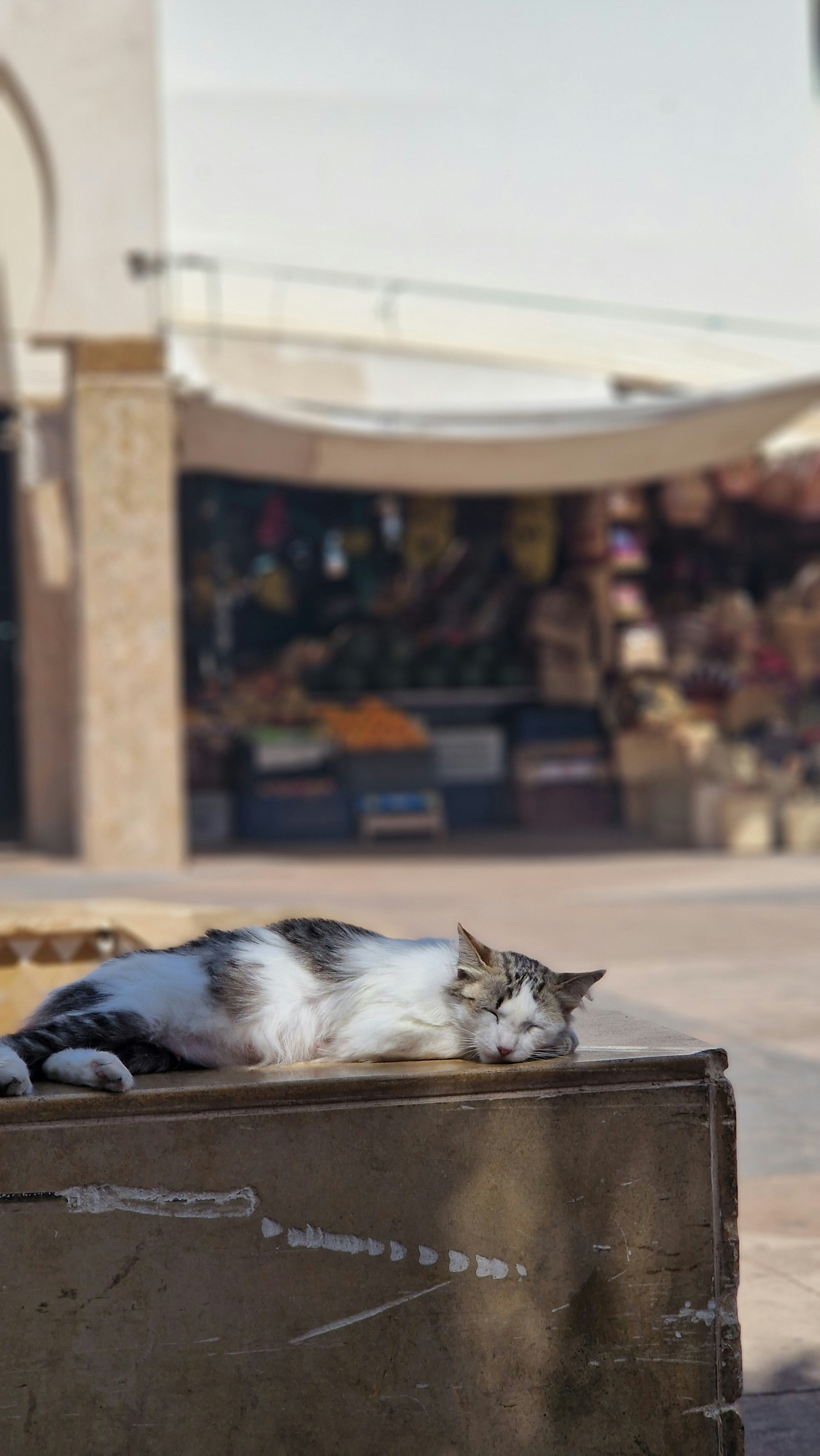 A street cat peacefully sleeping in the warm sun of a traditional Moroccan souk. Captured in the heart of everyday local life. More authentic Morocco: seemoroccowithus.com #morocco #cat #souk #market #streetcat #medina #travelphotography #localculture #authenticmorocco #africa #sleepycat #moroccanlife