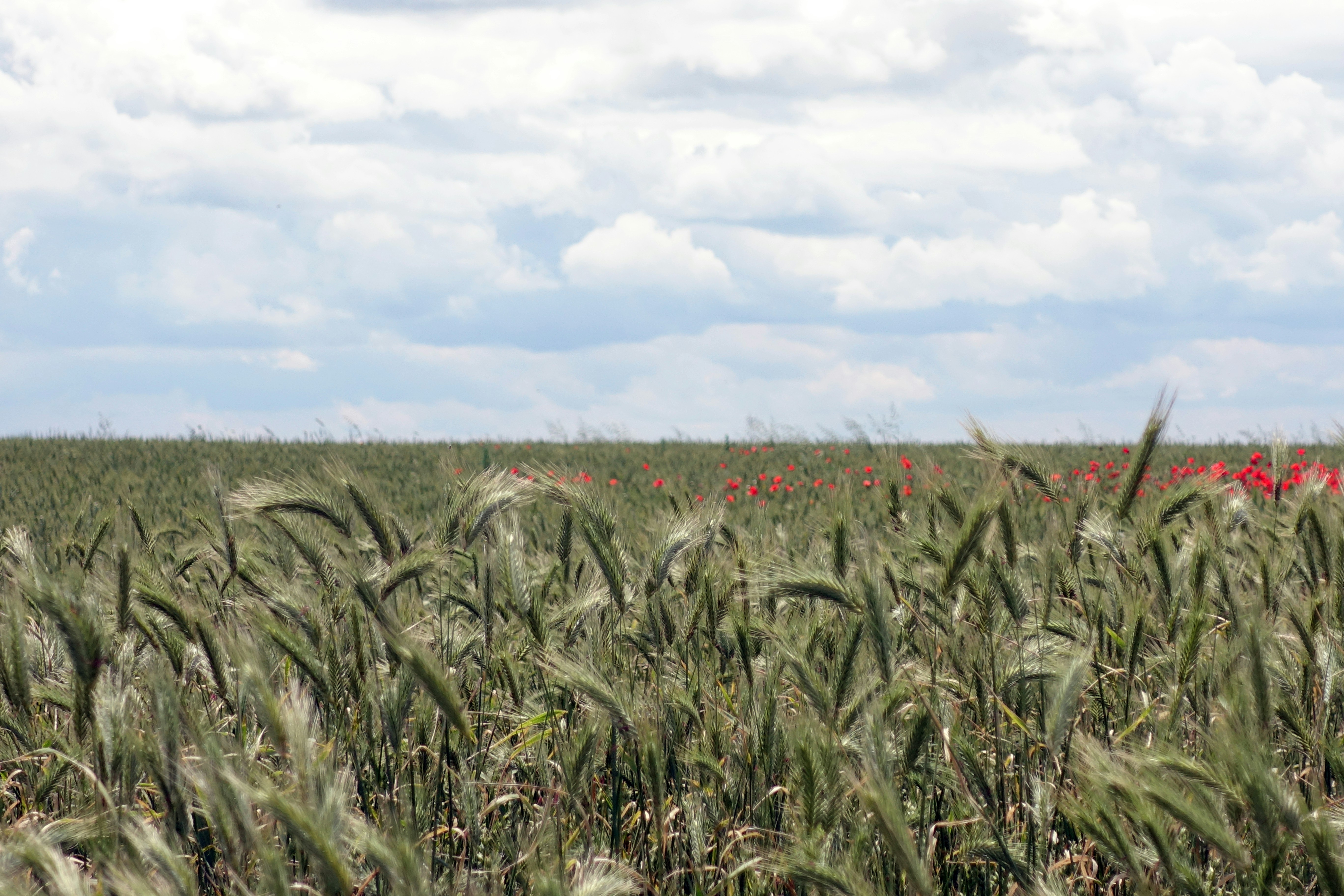 Poppies at the Edge of the Field: A Quiet Horizon