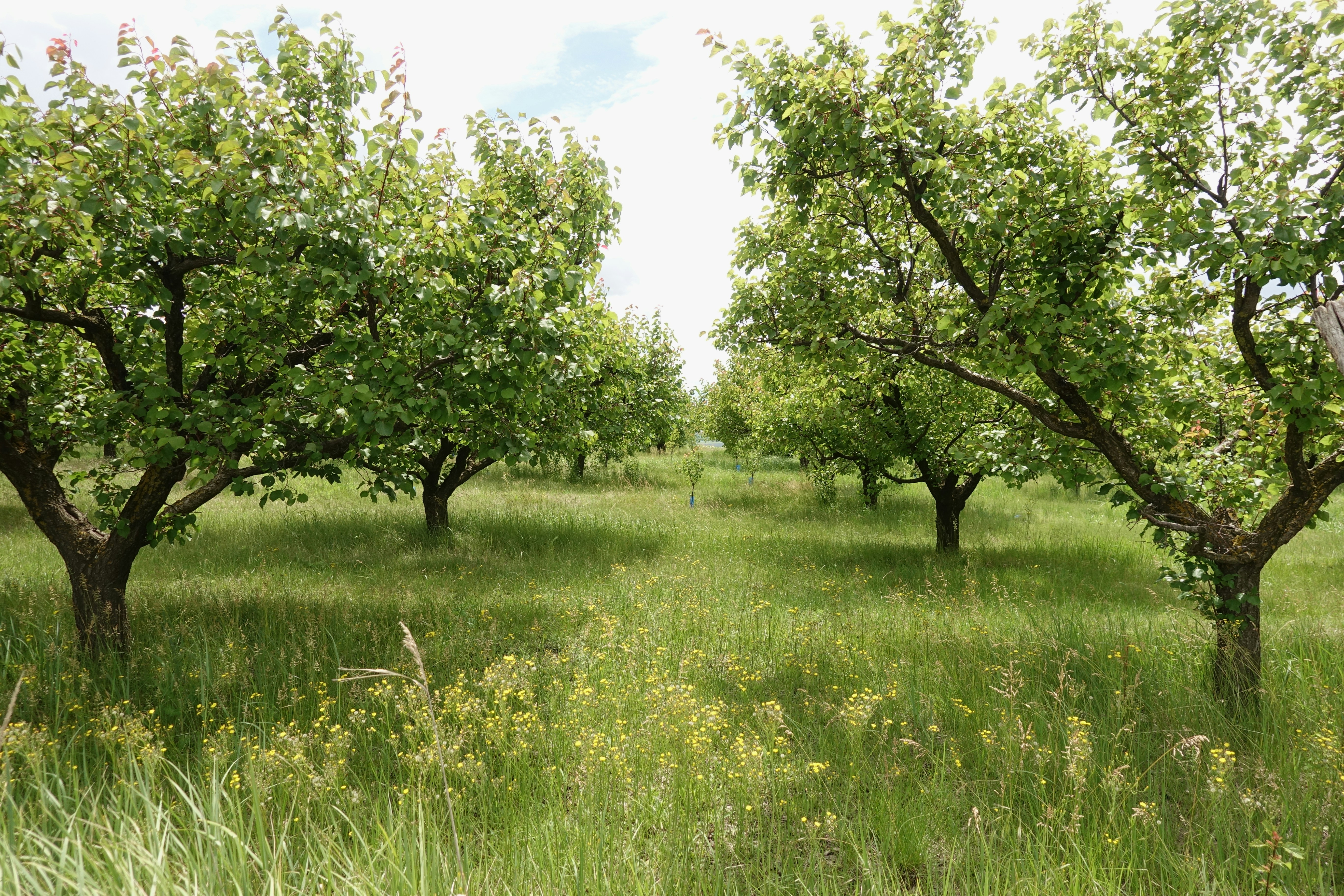 walking around the village after a downpour, stormy clouds still in the skies. Rural Bulgaria.