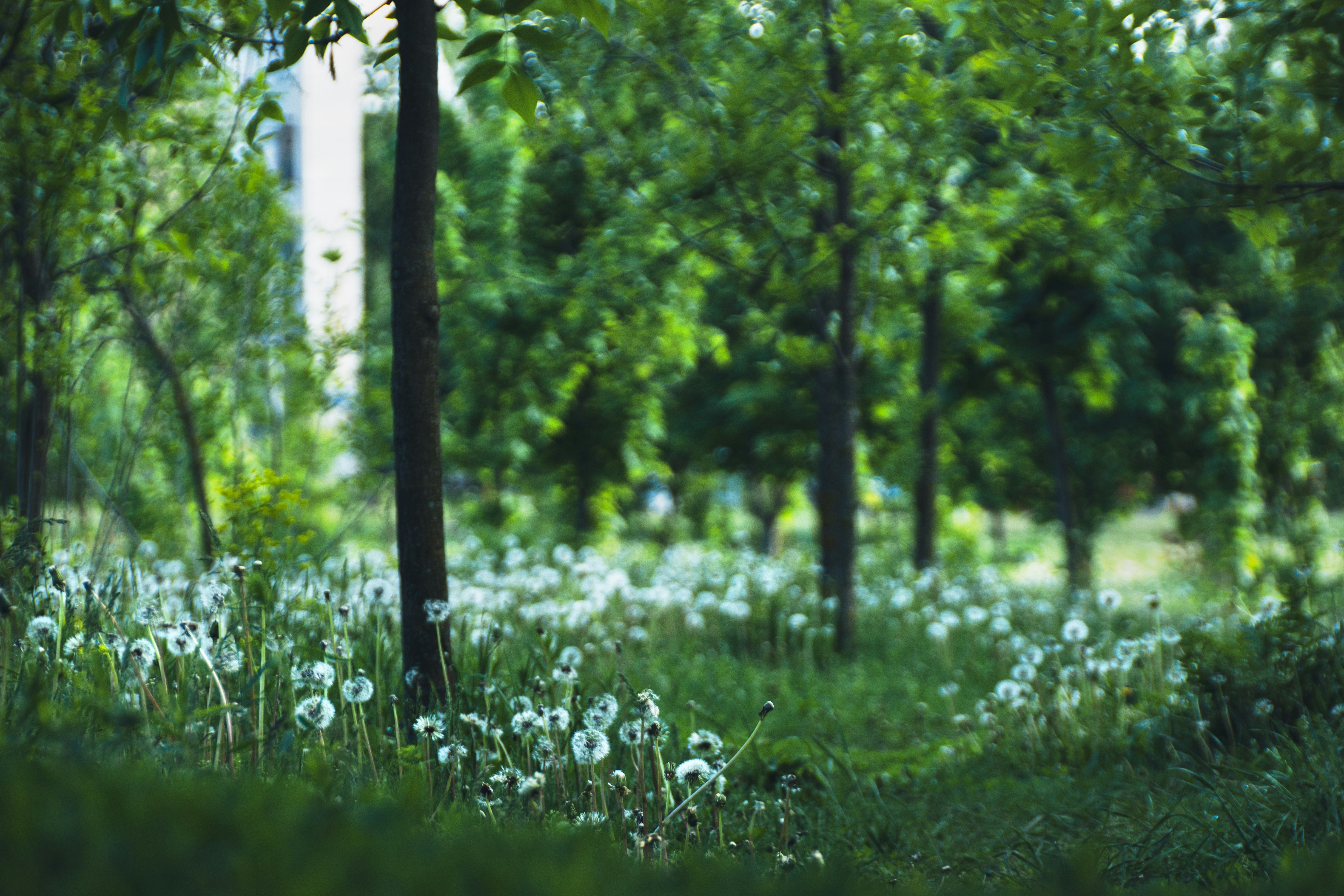 Dandelion puffballs scattered across a lush green field, framed by slender trees in a tranquil forest setting.